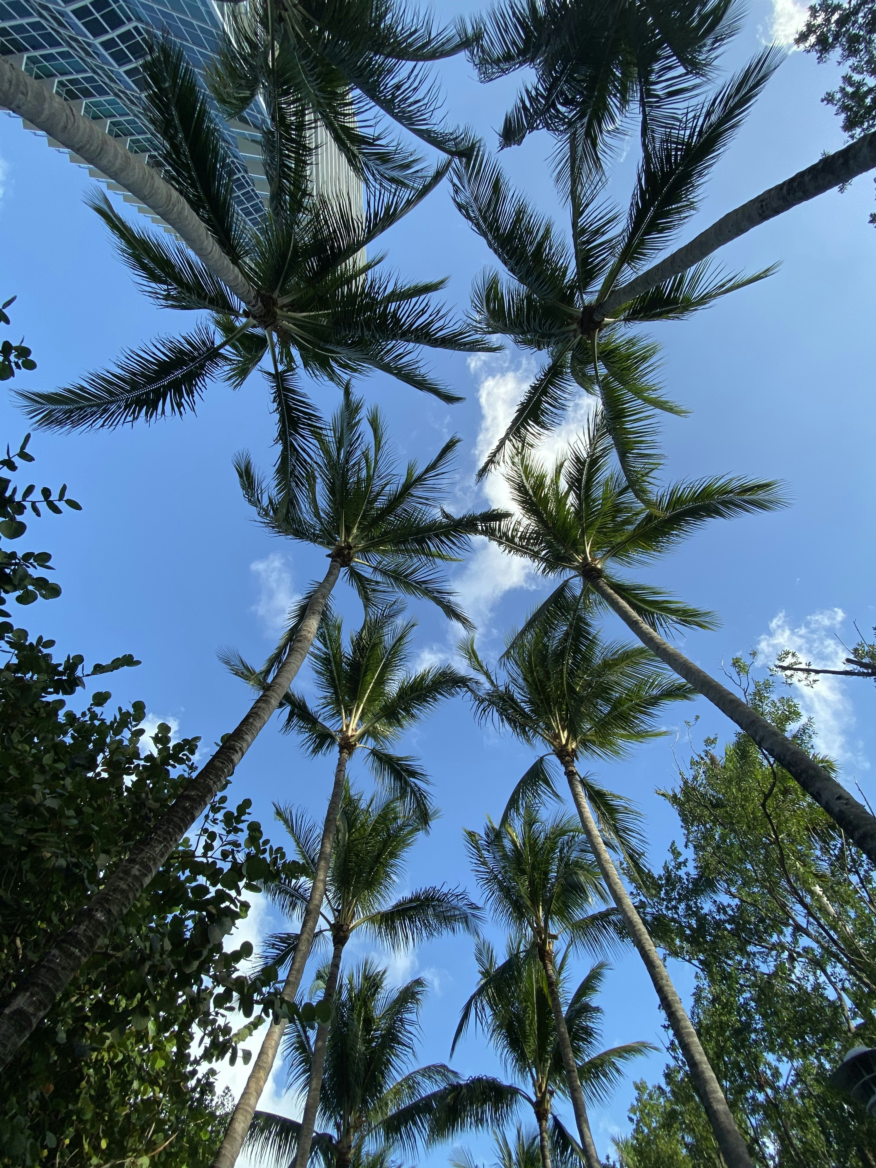 Palm trees photo – Free Blue Image on Unsplash