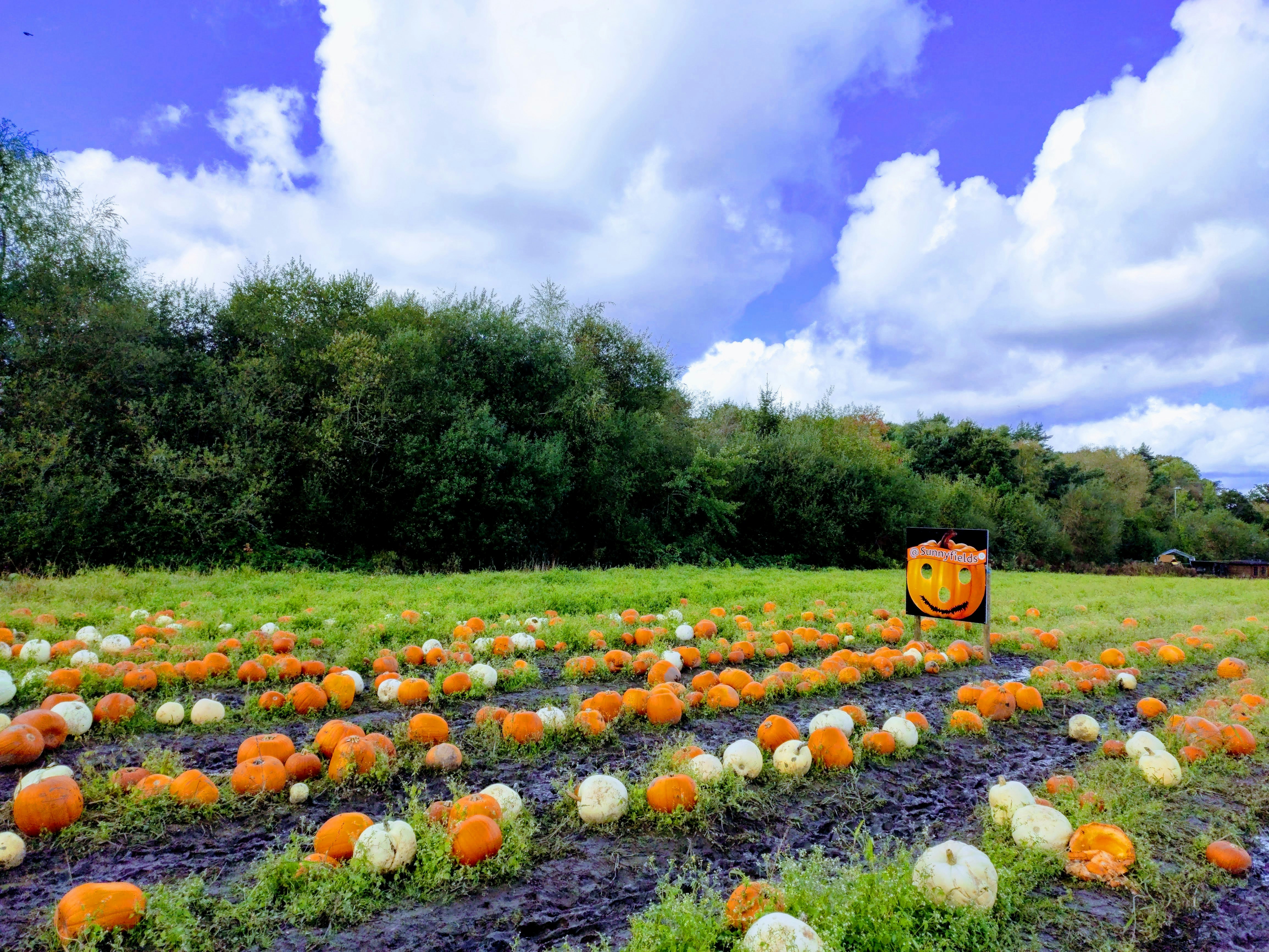 Citrouilles sur champs photo – Photo Plante Gratuite sur Unsplash