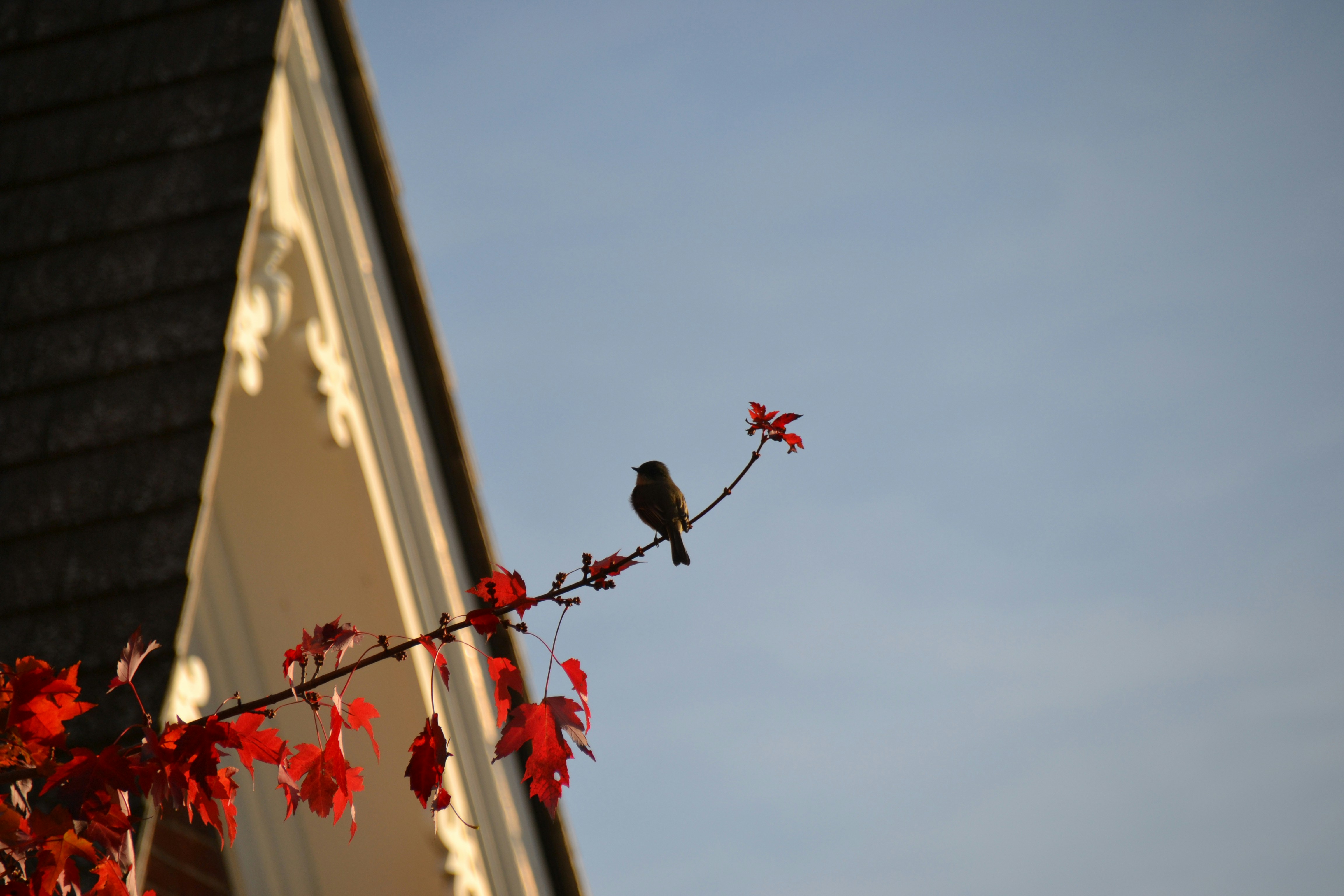 Sparrow on a Crimson Branch Under a Quiet Blue Sky