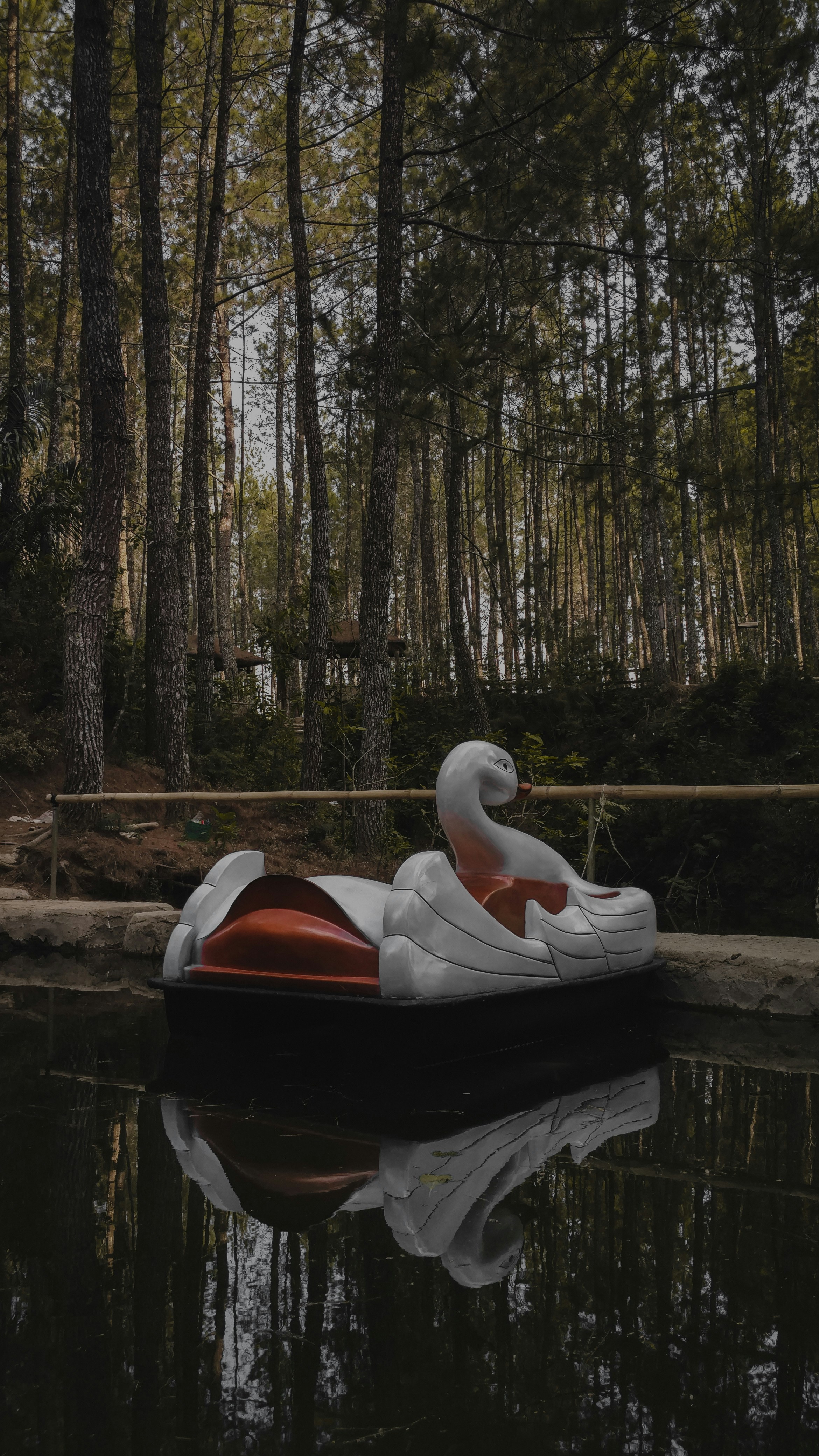 Swan-boat Serenade on Quiet Pond