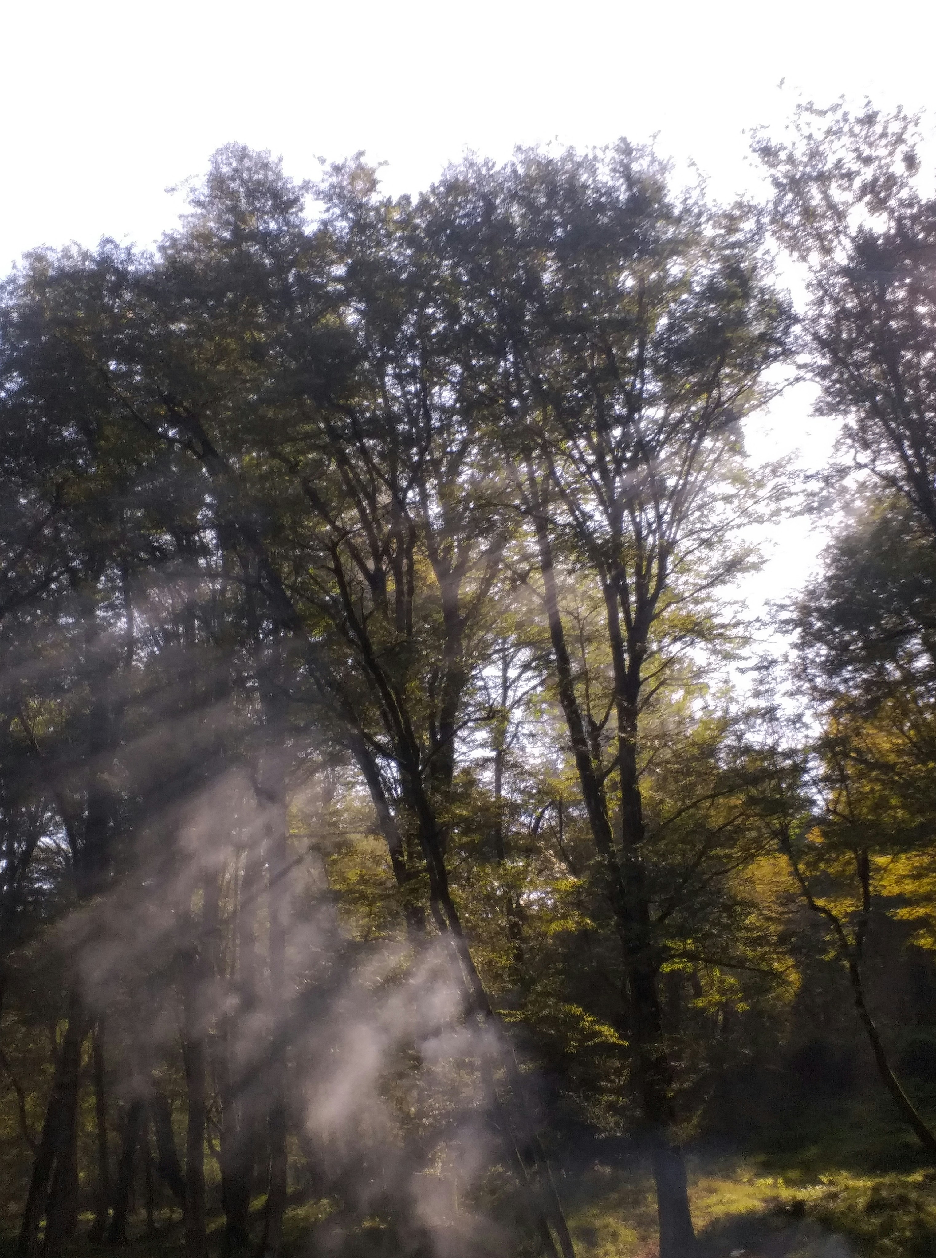 Sunbeams in a Mist-Kissed Forest: A Quiet Moment Among Tall Pines