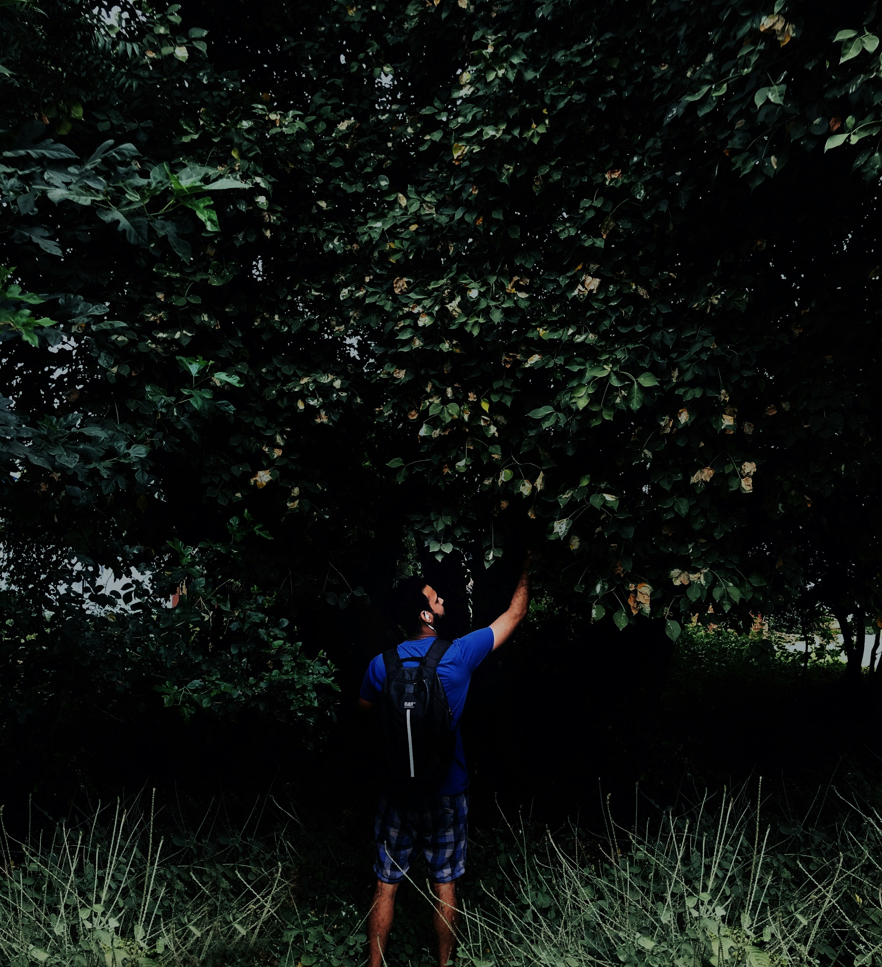 man picking on tree