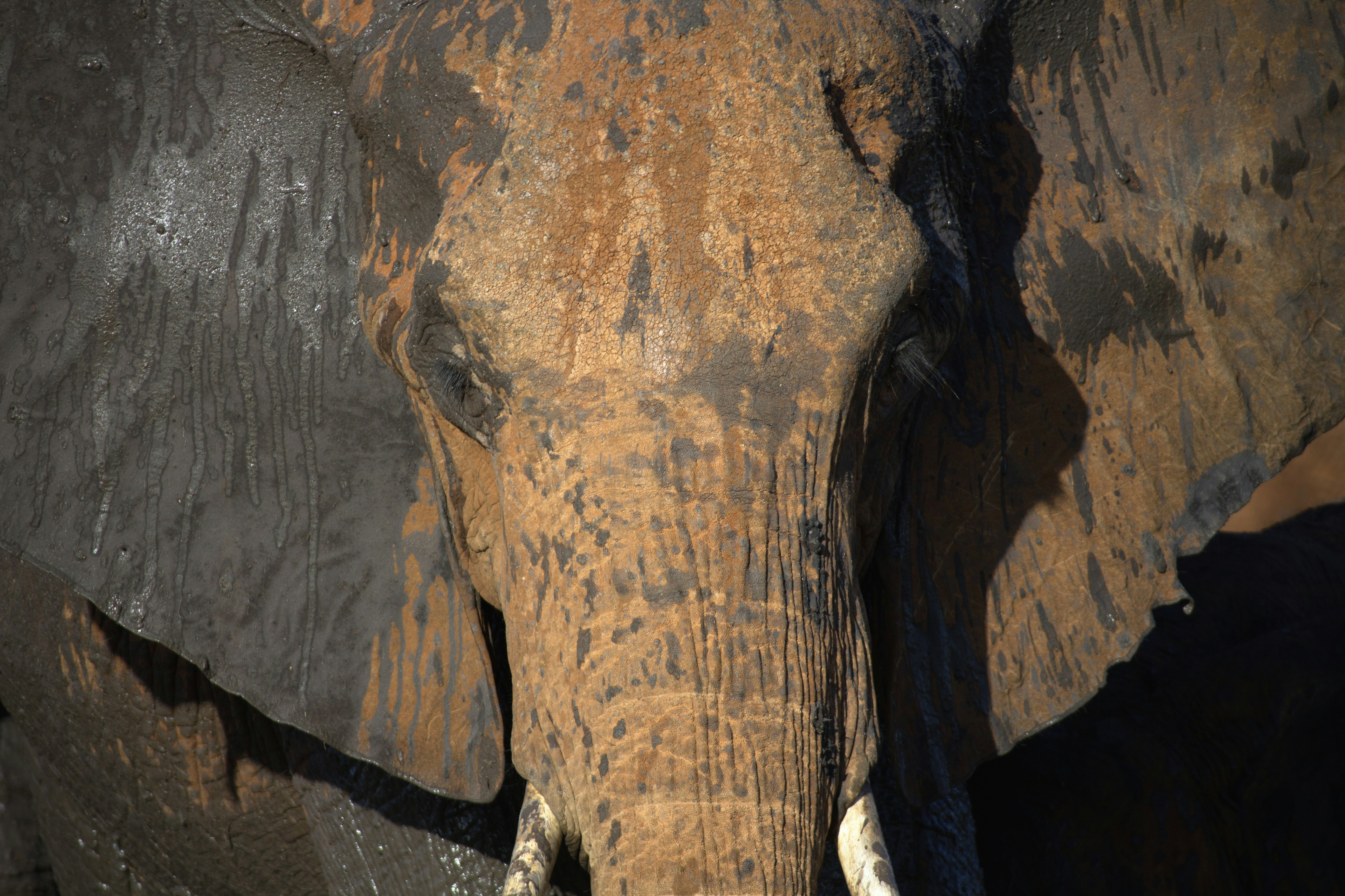 Mud-splashed Elephant Headed Forward in Echoing Dust