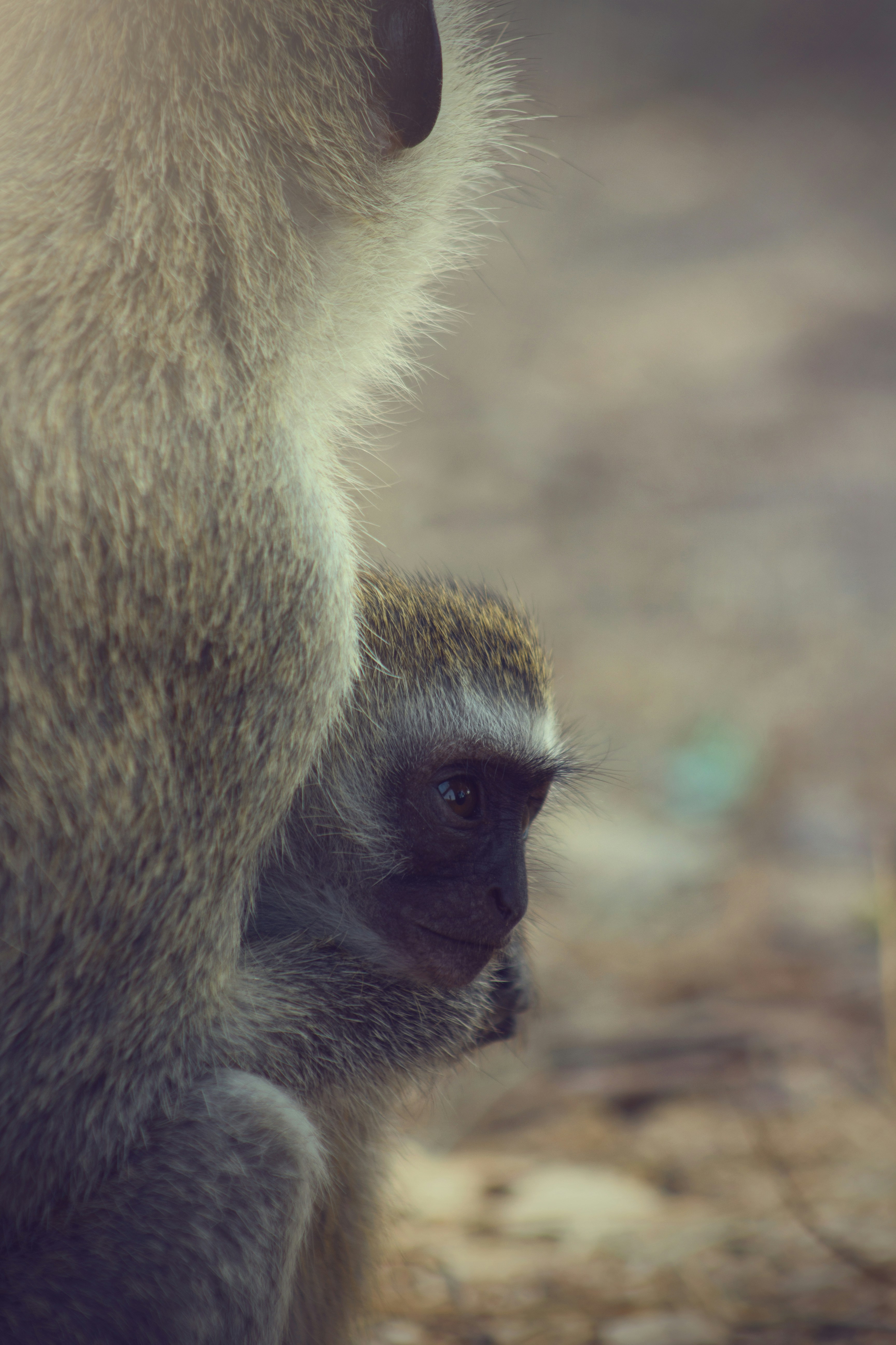 Young monkey nestled against its parent, showcasing a moment of warmth and protection in a natural setting.