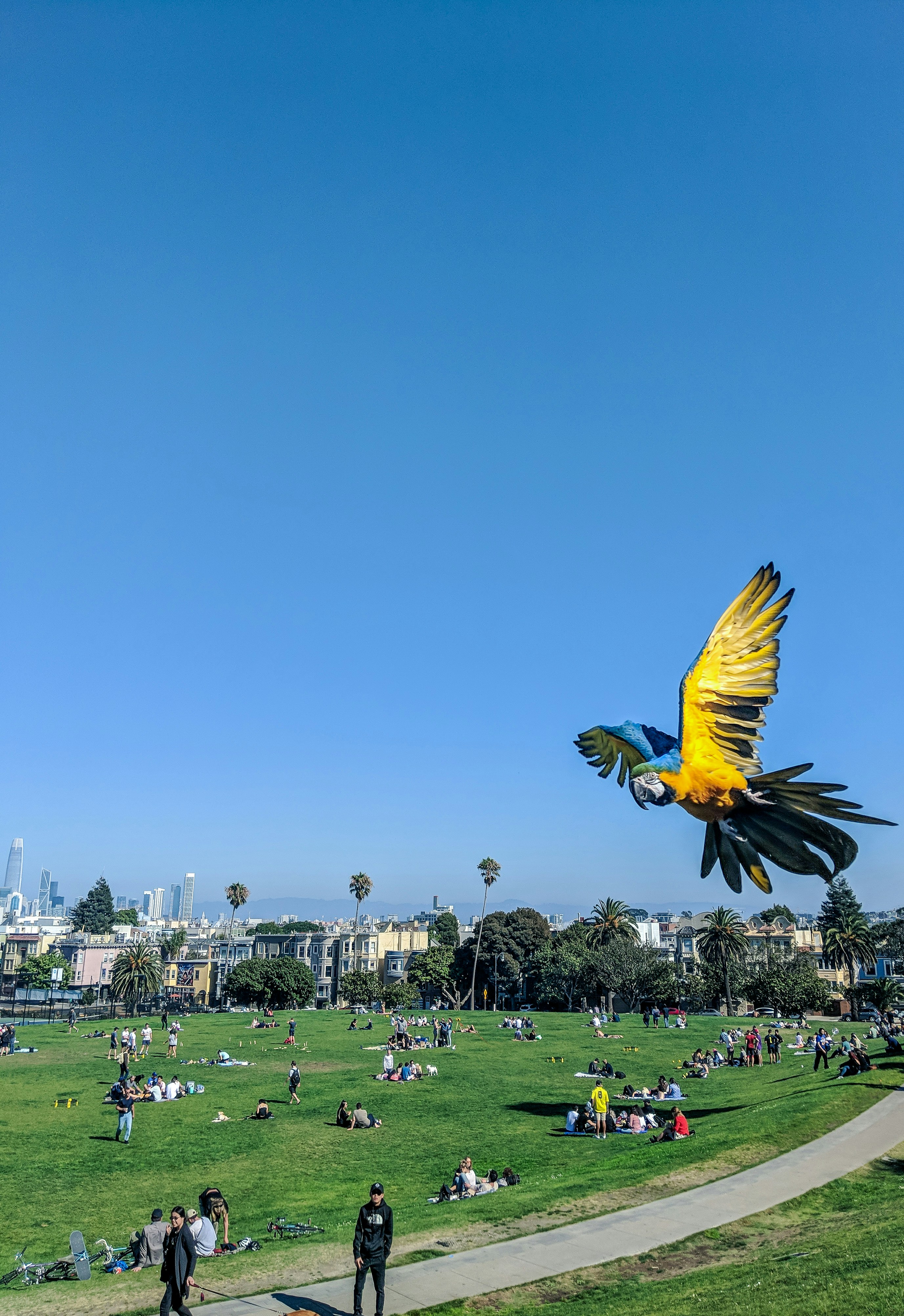 Colorful macaw soaring over a lively park filled with people enjoying a sunny day. The city skyline is visible in the background.