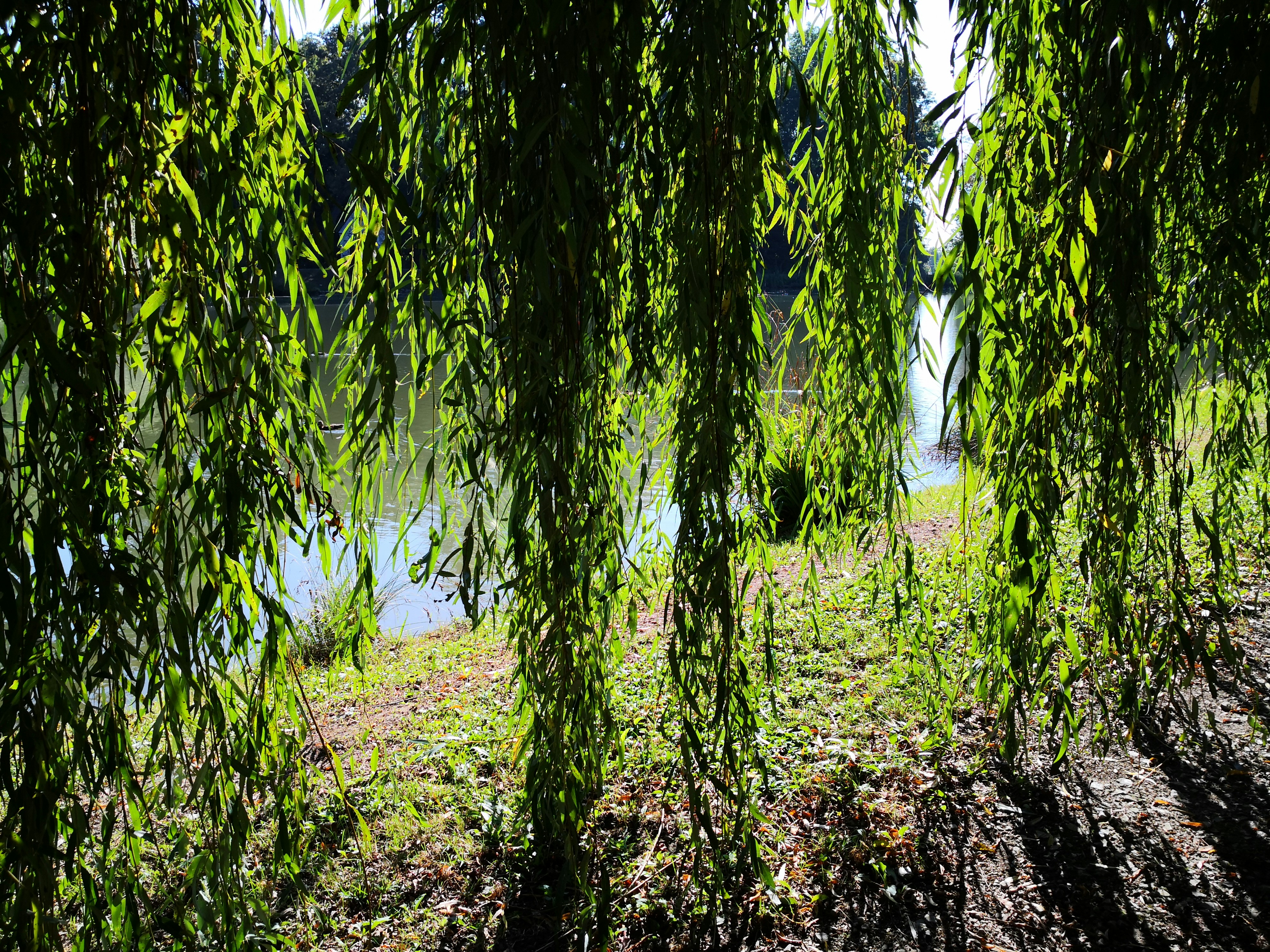 Willow Tree Pictures | Download Free Images on Unsplash