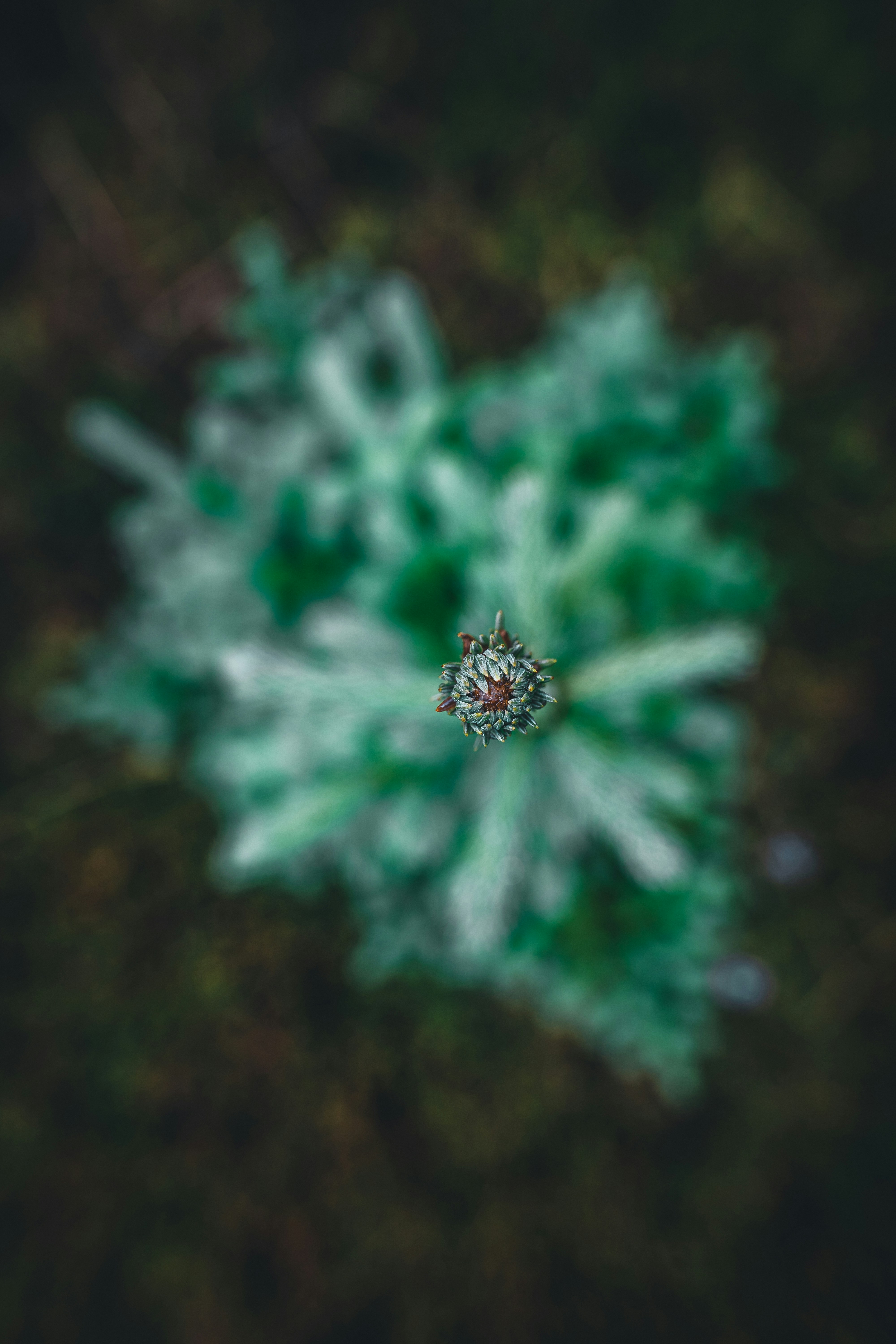 Central Bud: A Top-Down View of a Diminutive Flower Spire