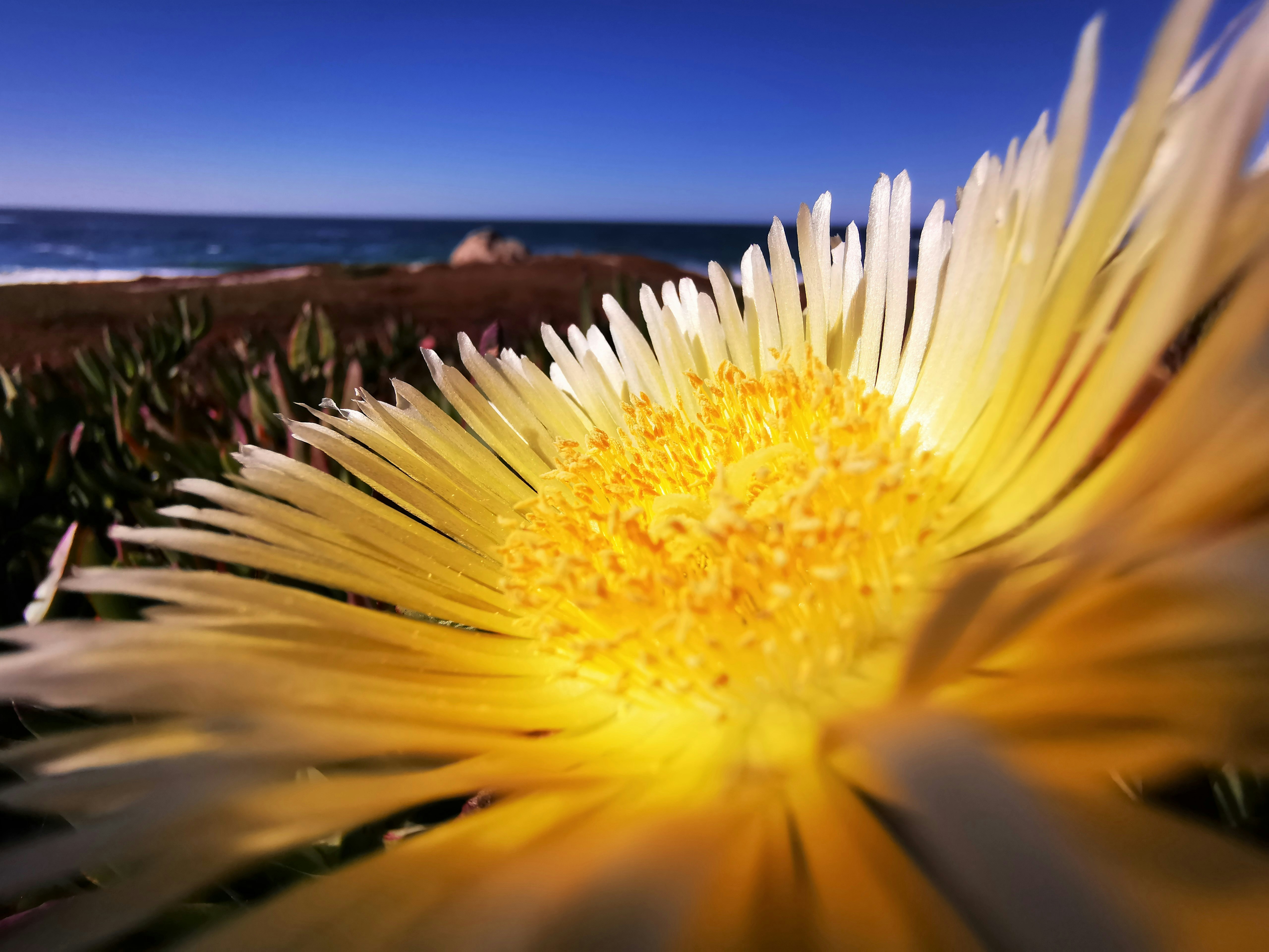 Ice plant flower on the coast of Monterey, California