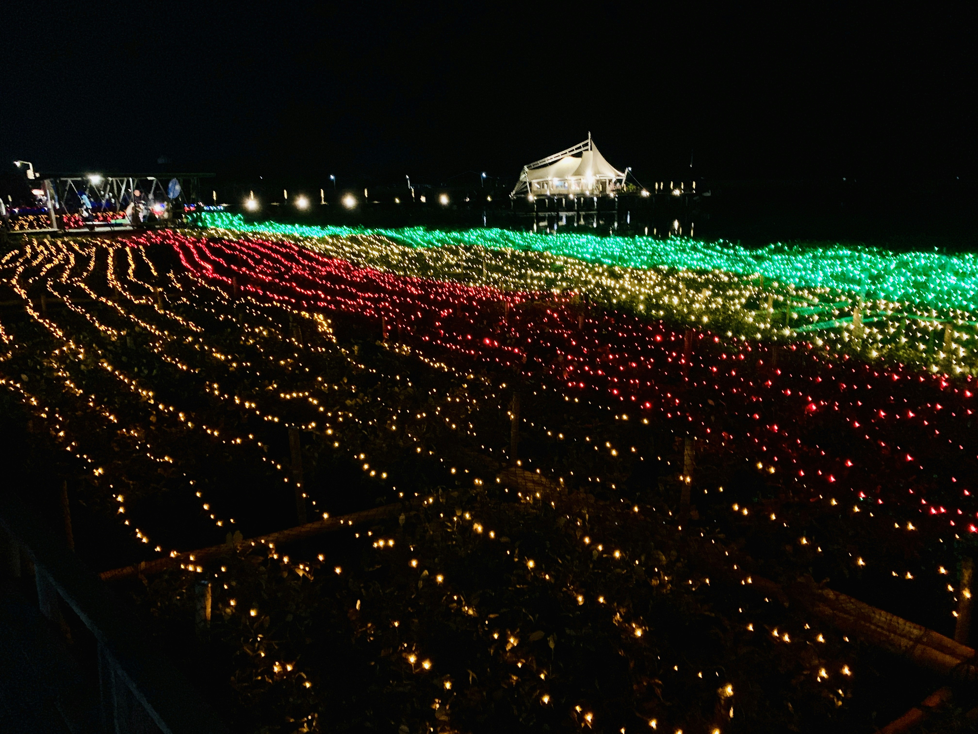 turned-on string lights at night