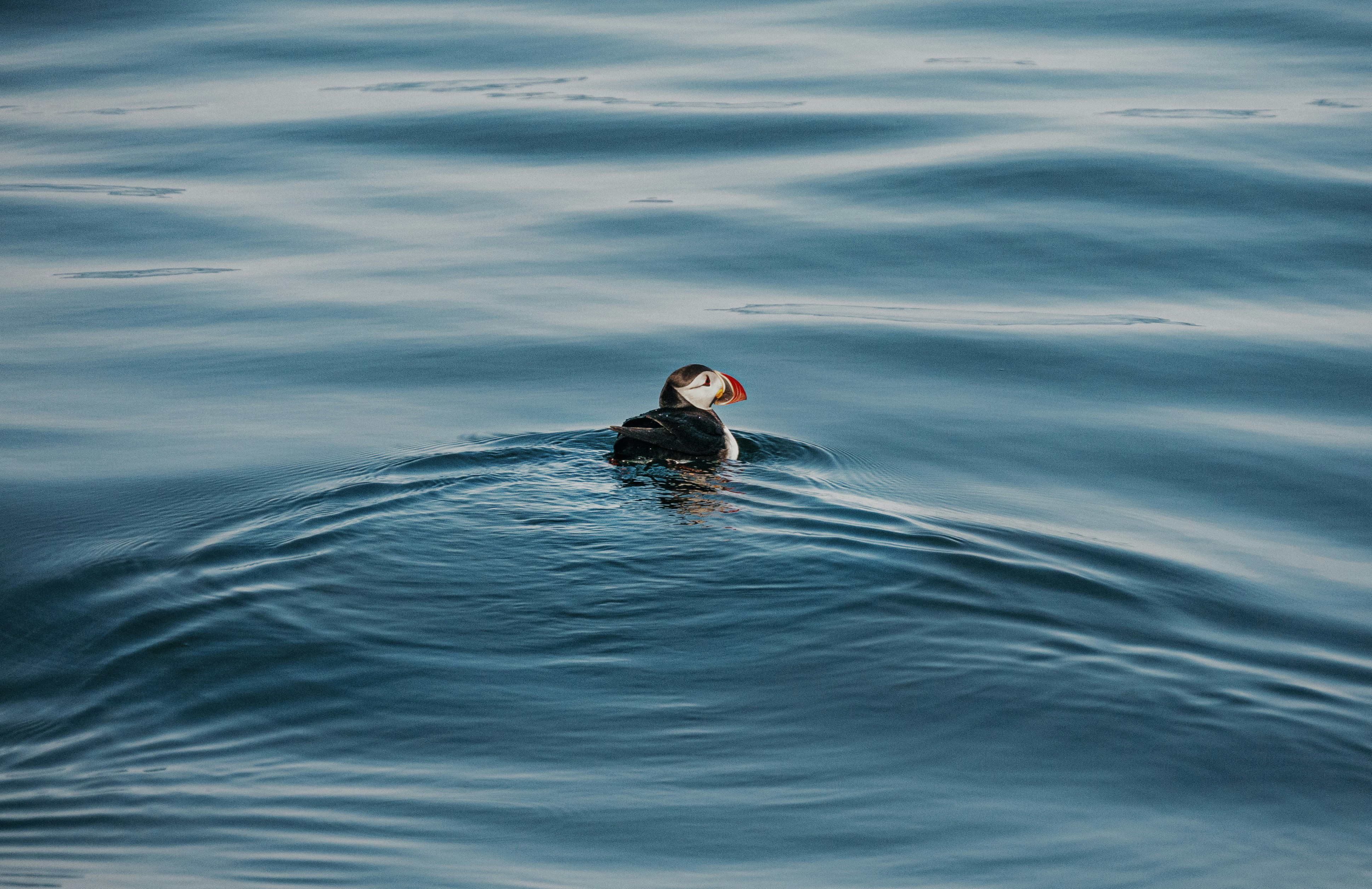 A puffin gracefully gliding across calm waters, surrounded by gentle ripples reflecting the serene atmosphere.