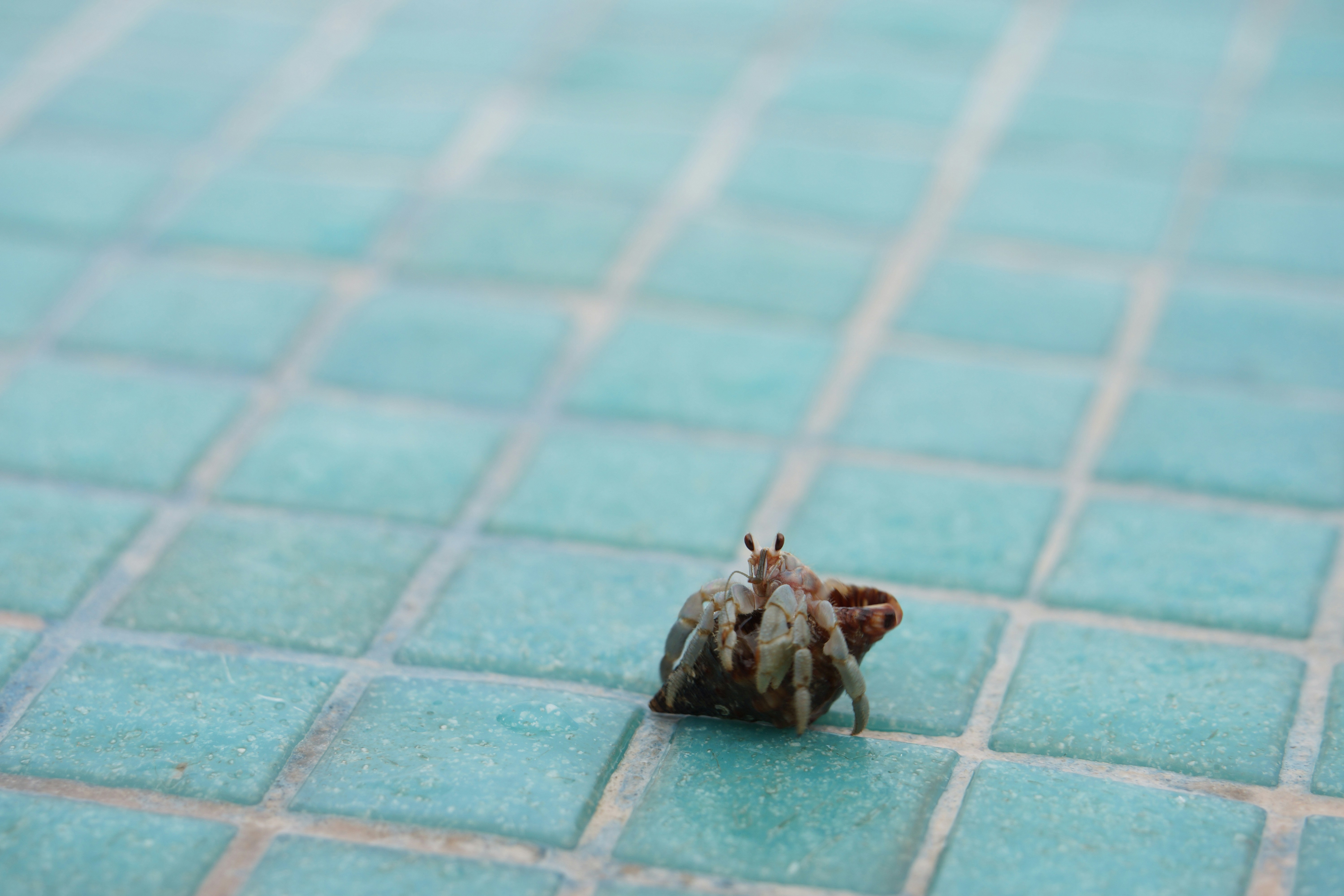 A hermit crab navigating a turquoise tiled surface, showcasing its unique shell against a vibrant backdrop.