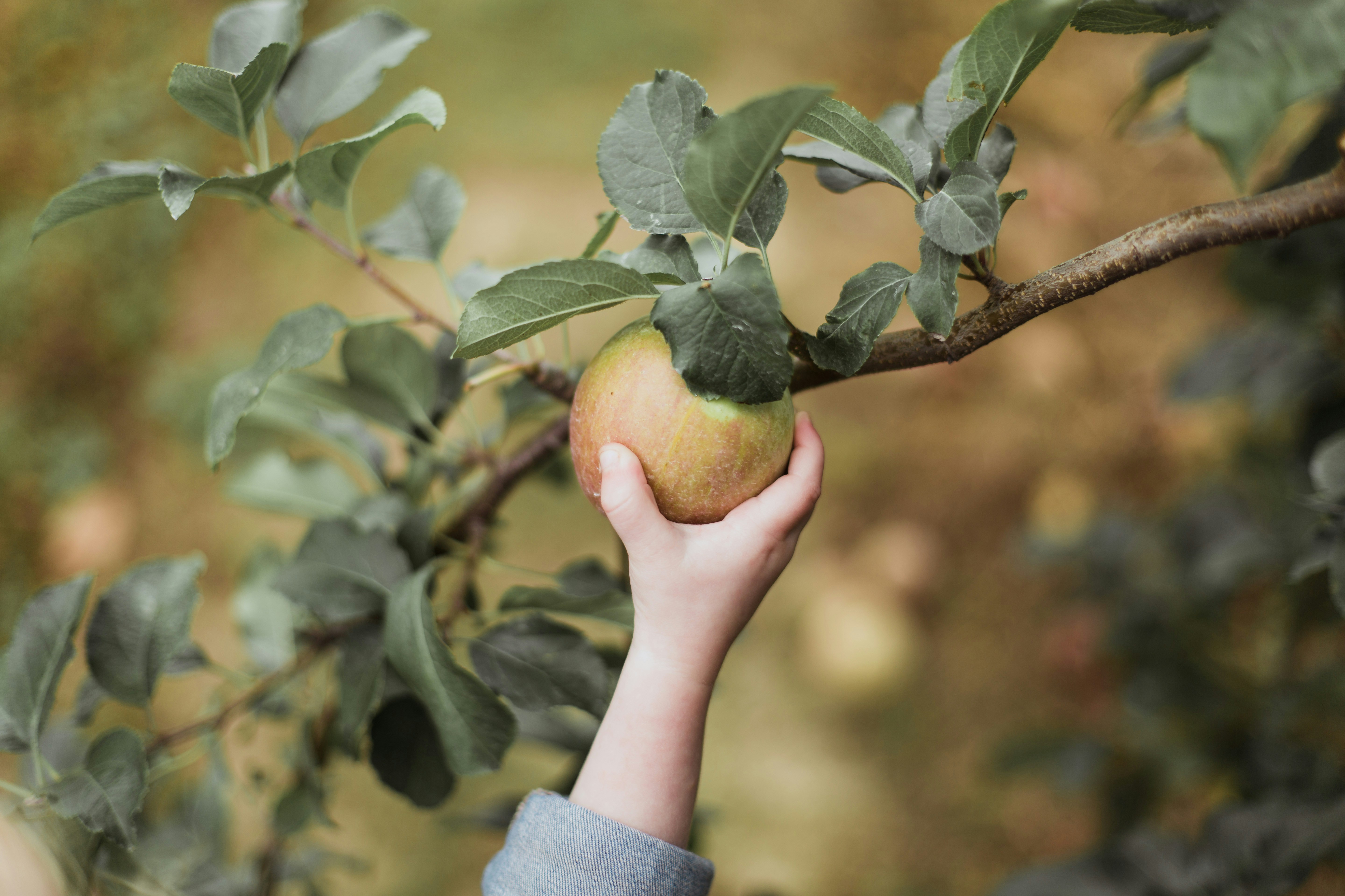 A child's hand reaches for a ripe apple nestled among lush green leaves on a branch, symbolizing the joy of harvest.