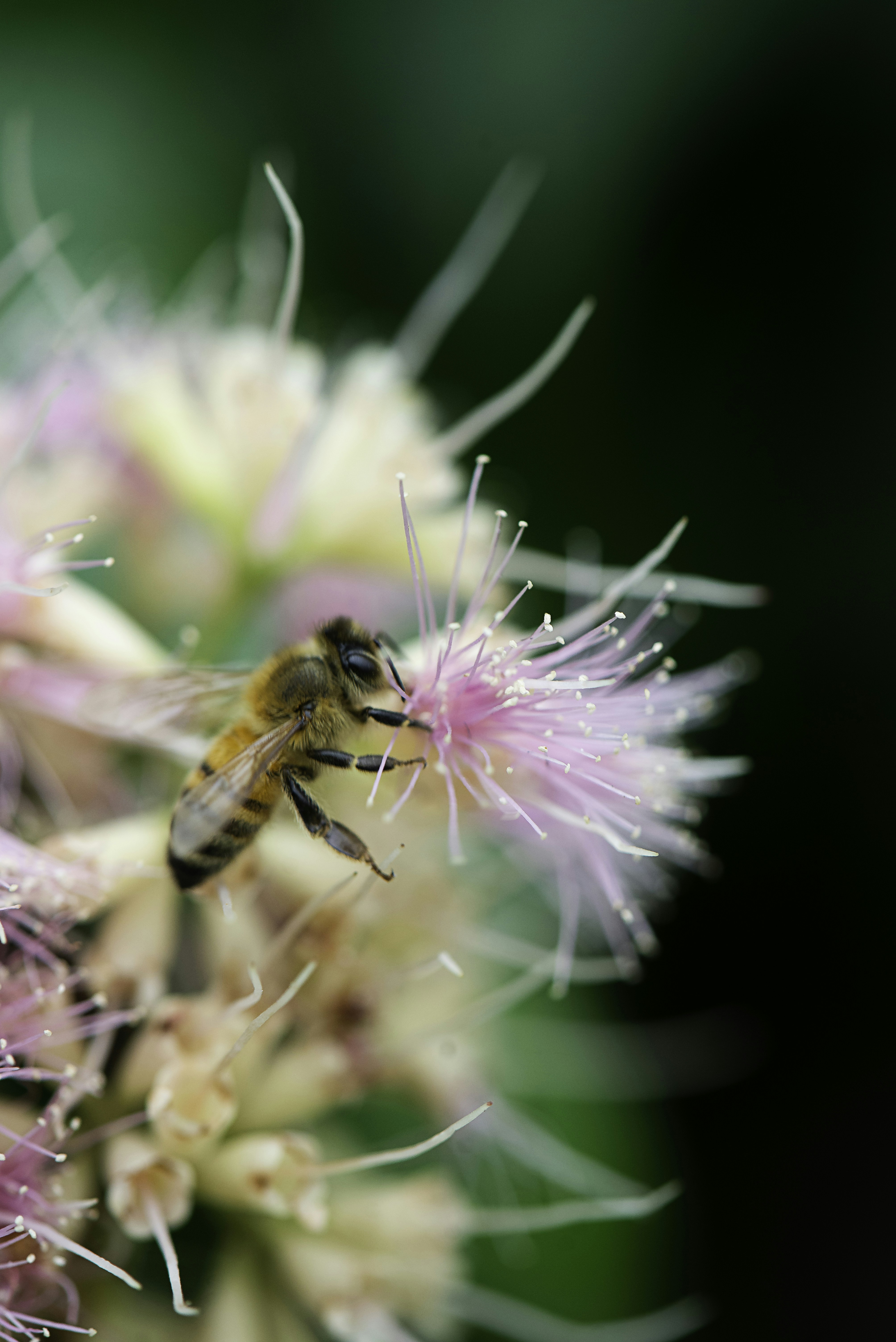 Abeja negra y amarilla en una flor foto – Imagen de Flor gratuita en ...