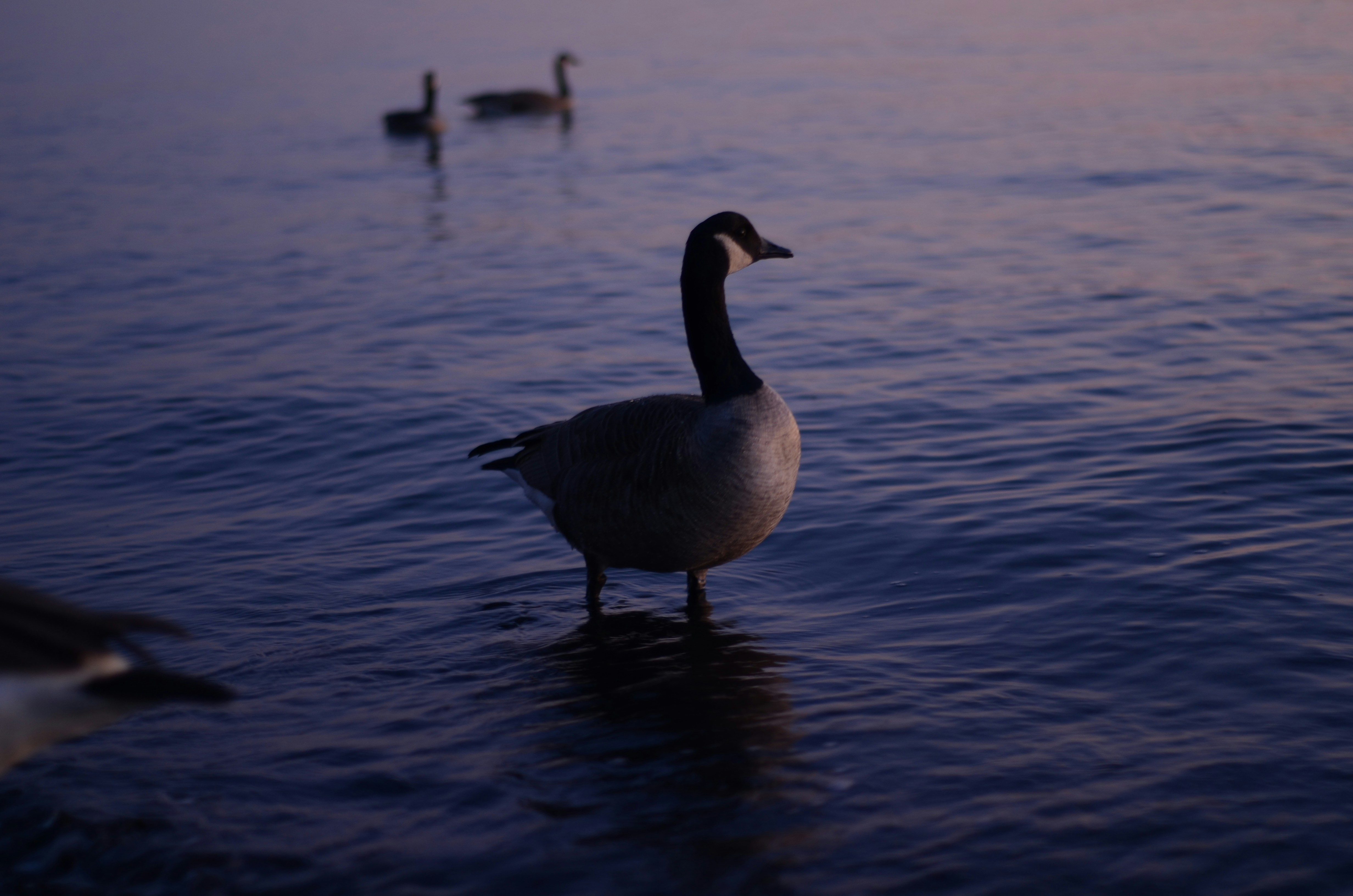 Lone Swan in Evening Ripples