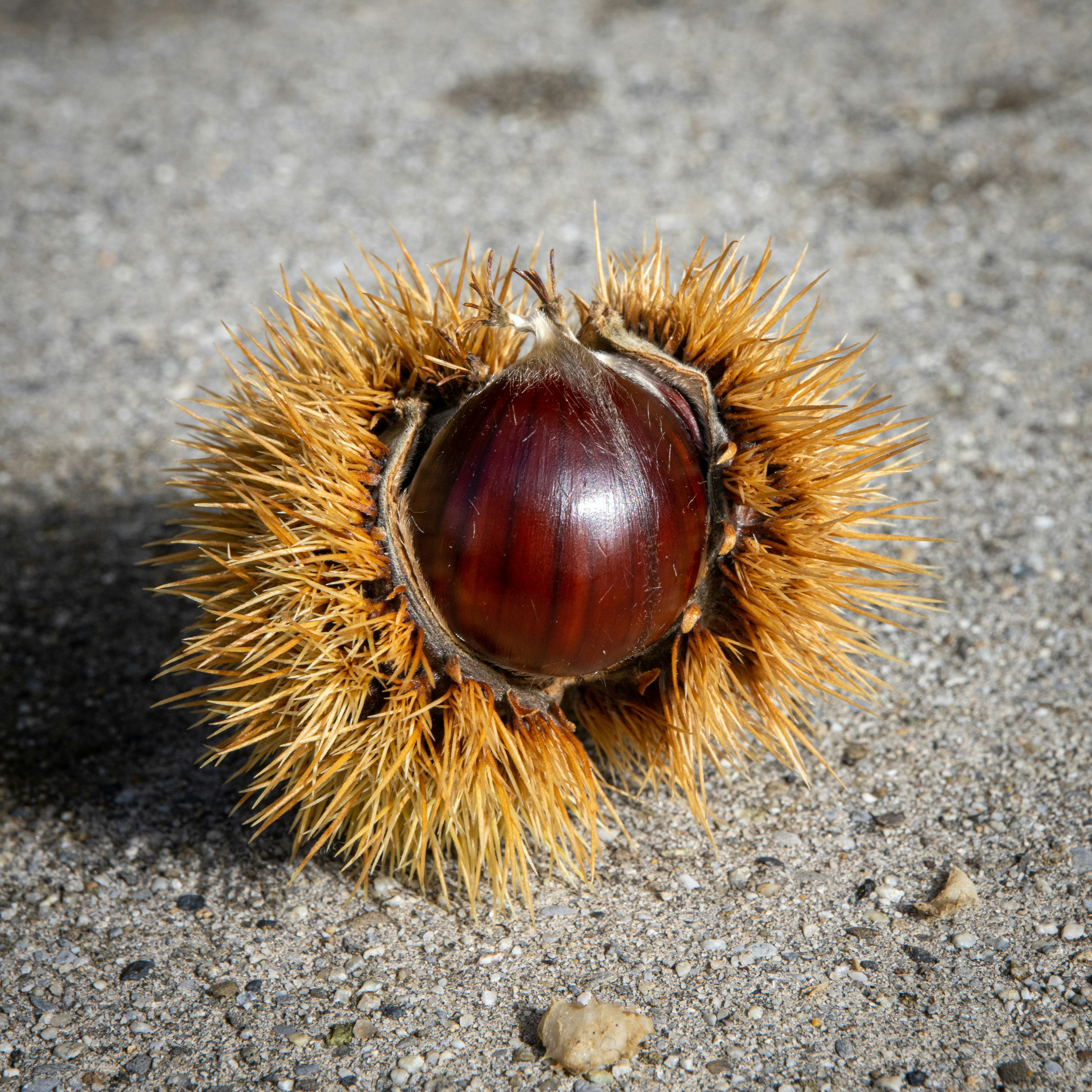 Emerald Chestnut Core Surrounded by Golden Spines