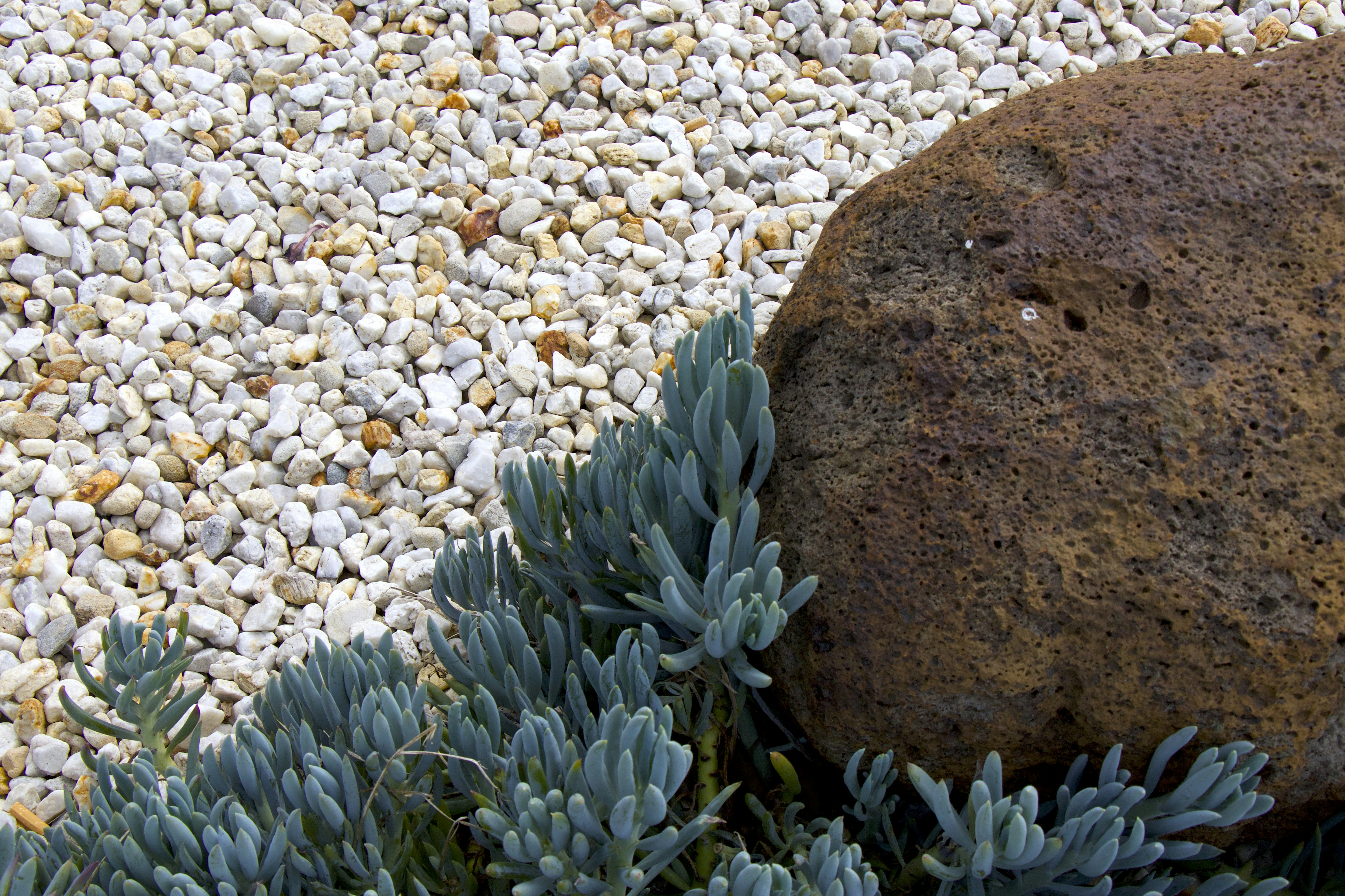 Blue Sedum Fronds Nestle Beside a Weathered Rock in a Pebble Bed