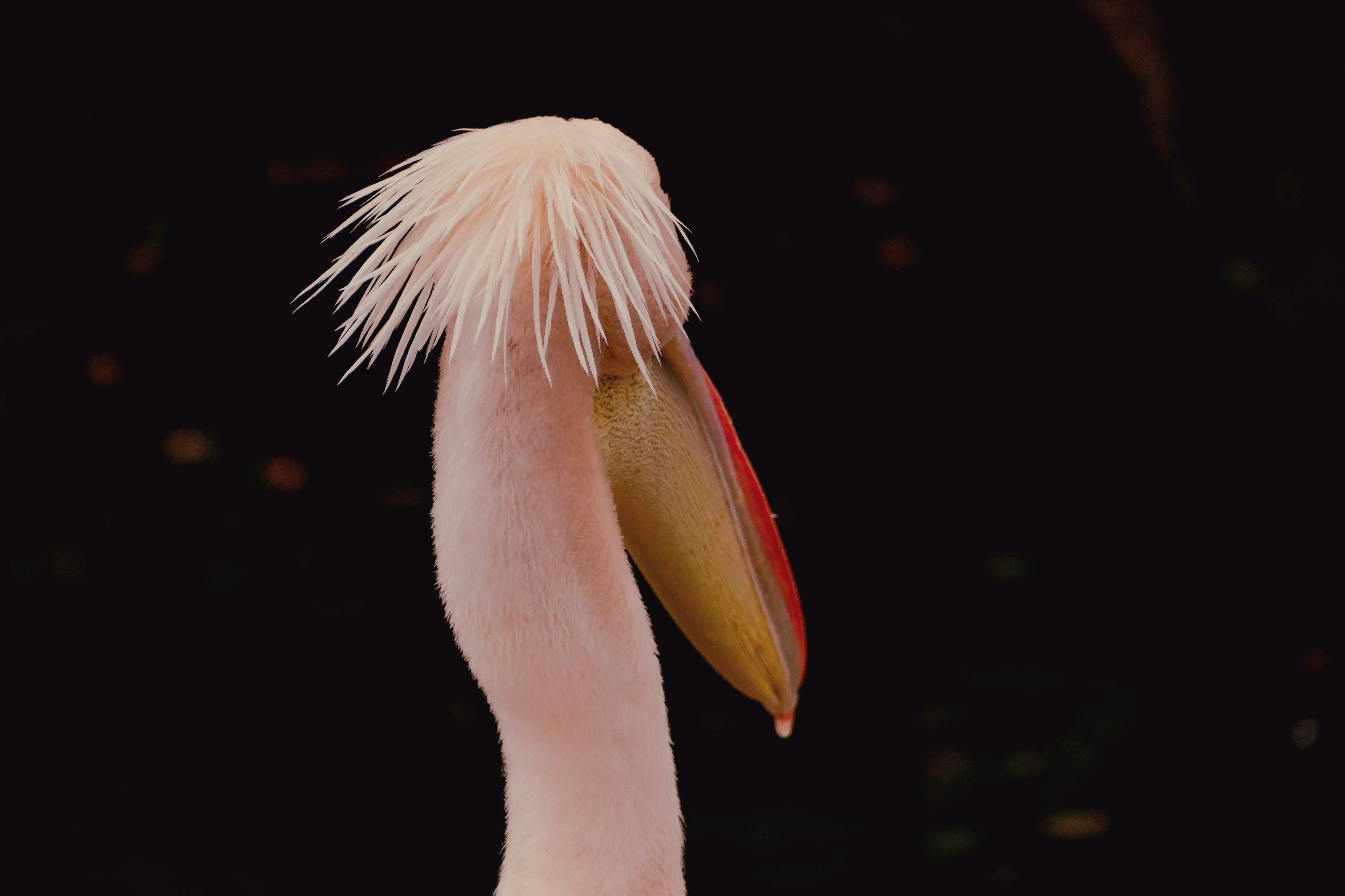 Close-up of a pelican showcasing its distinctive beak and feathered crest against a dark backdrop.