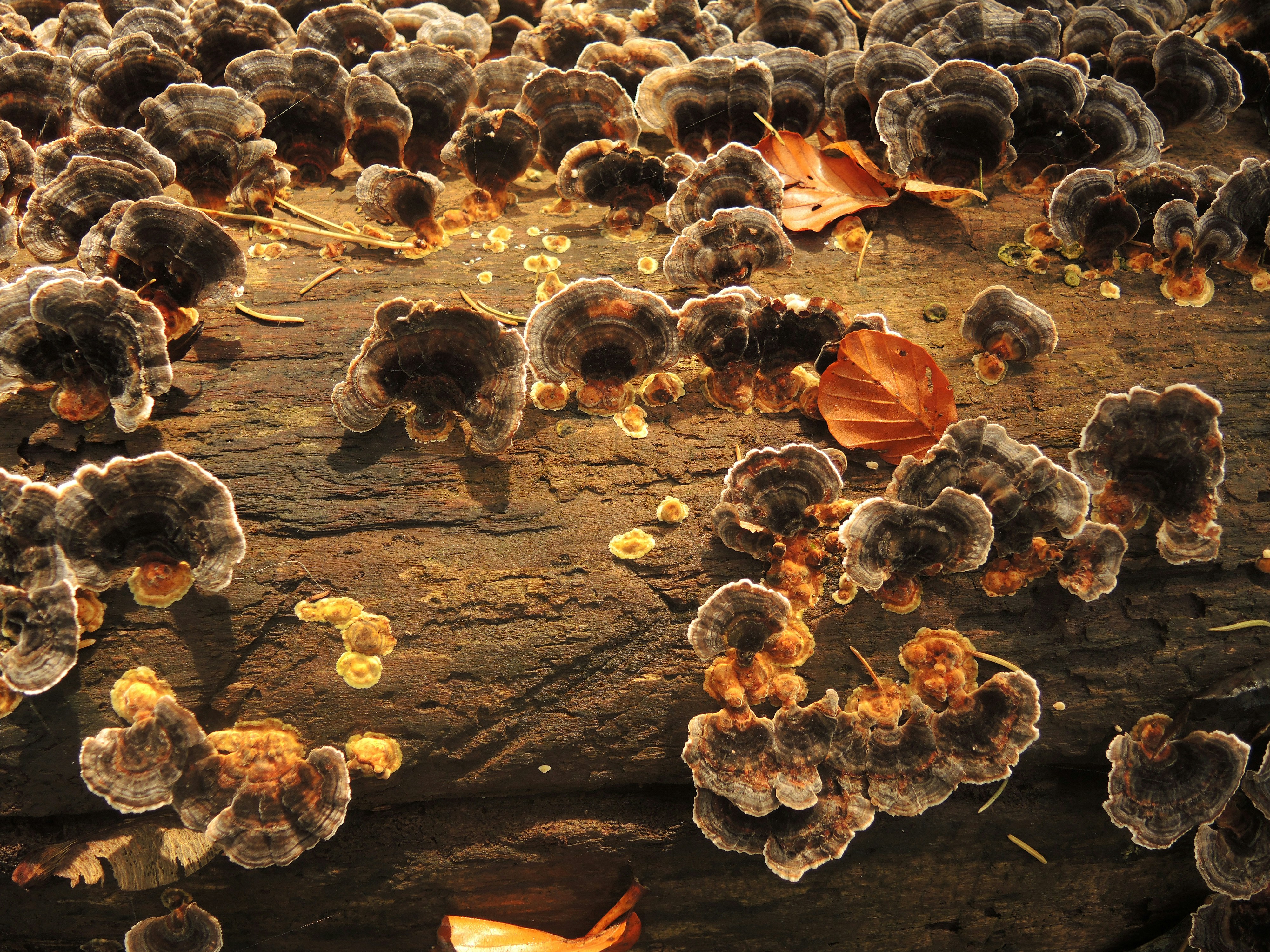 Exploring Phylum Ascomycota