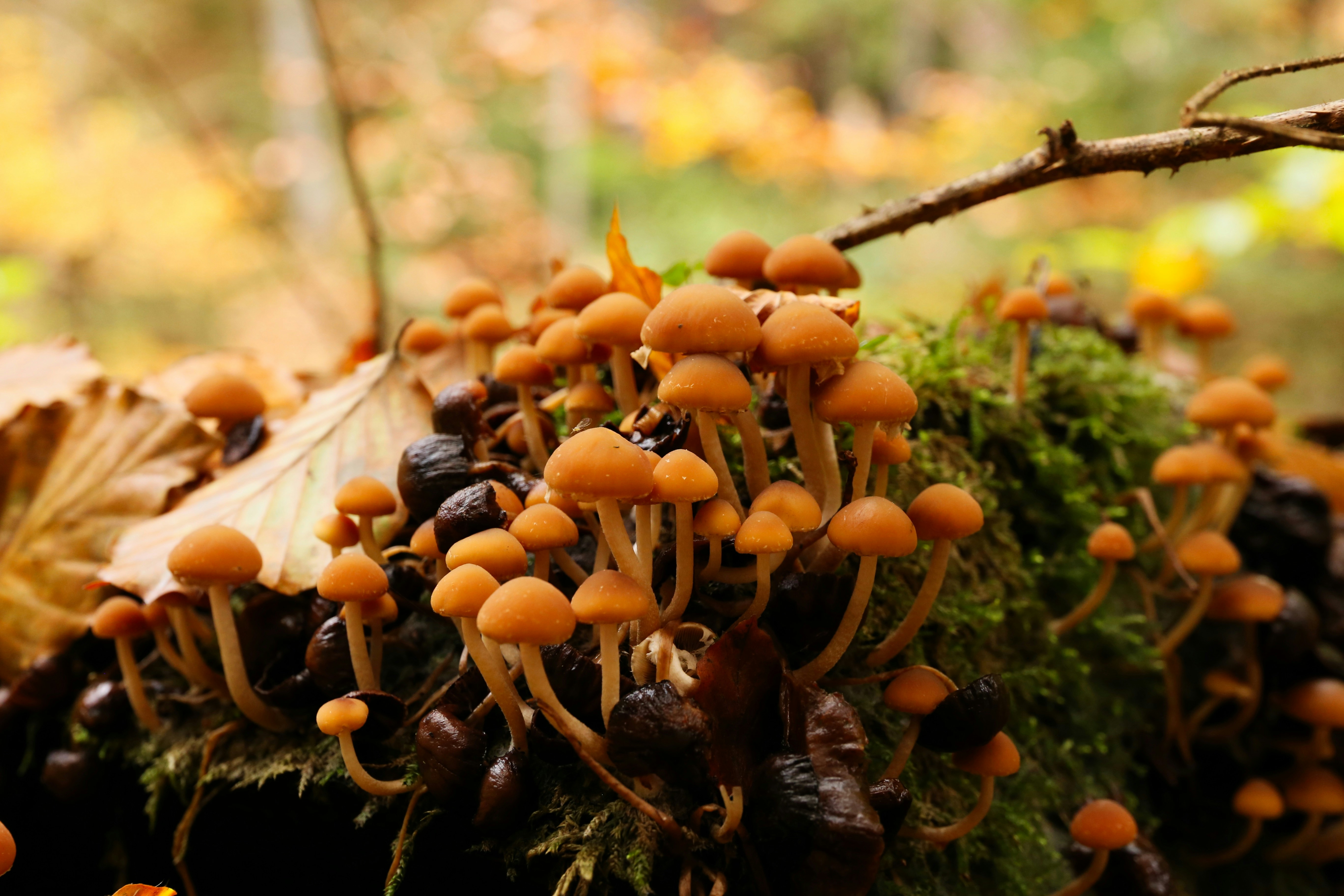 Autumn Microcosm: Orange Mushrooms Cluster on a Mossy Log