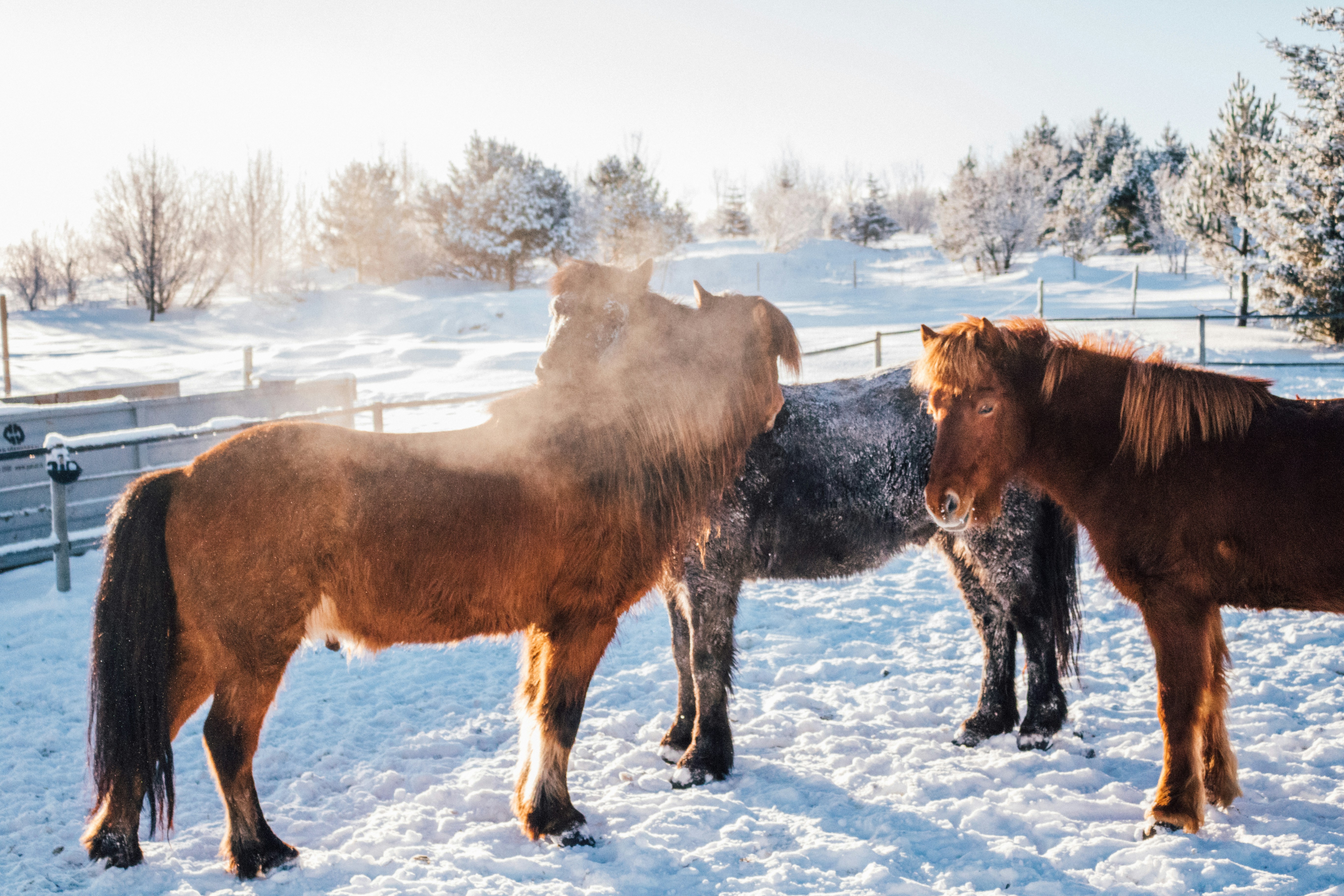 Breath and Hooves: Winter Light on a Trio of Horses