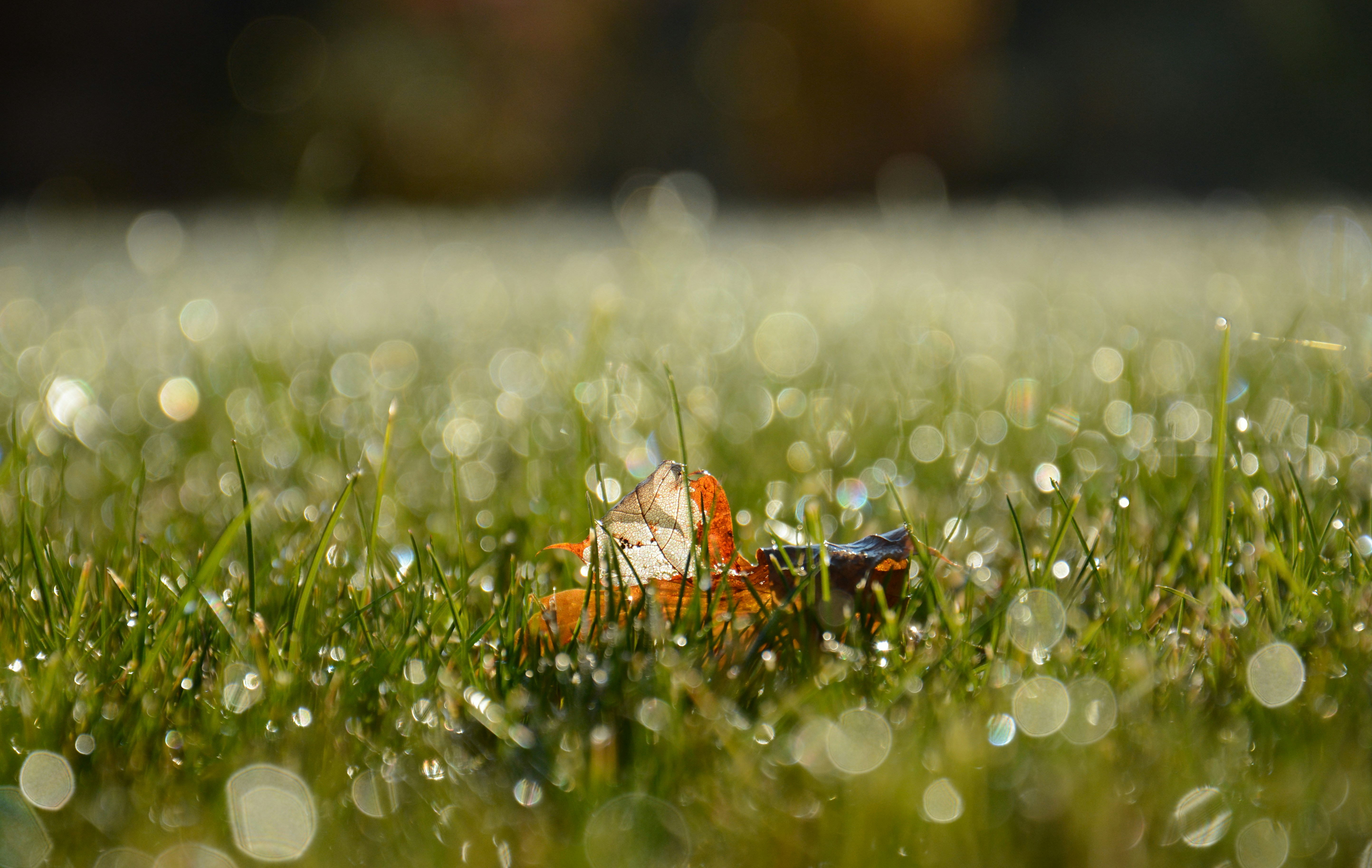 A vibrant autumn leaf resting on dew-kissed grass, surrounded by a sparkling bokeh effect. The scene captures the essence of nature's transition.