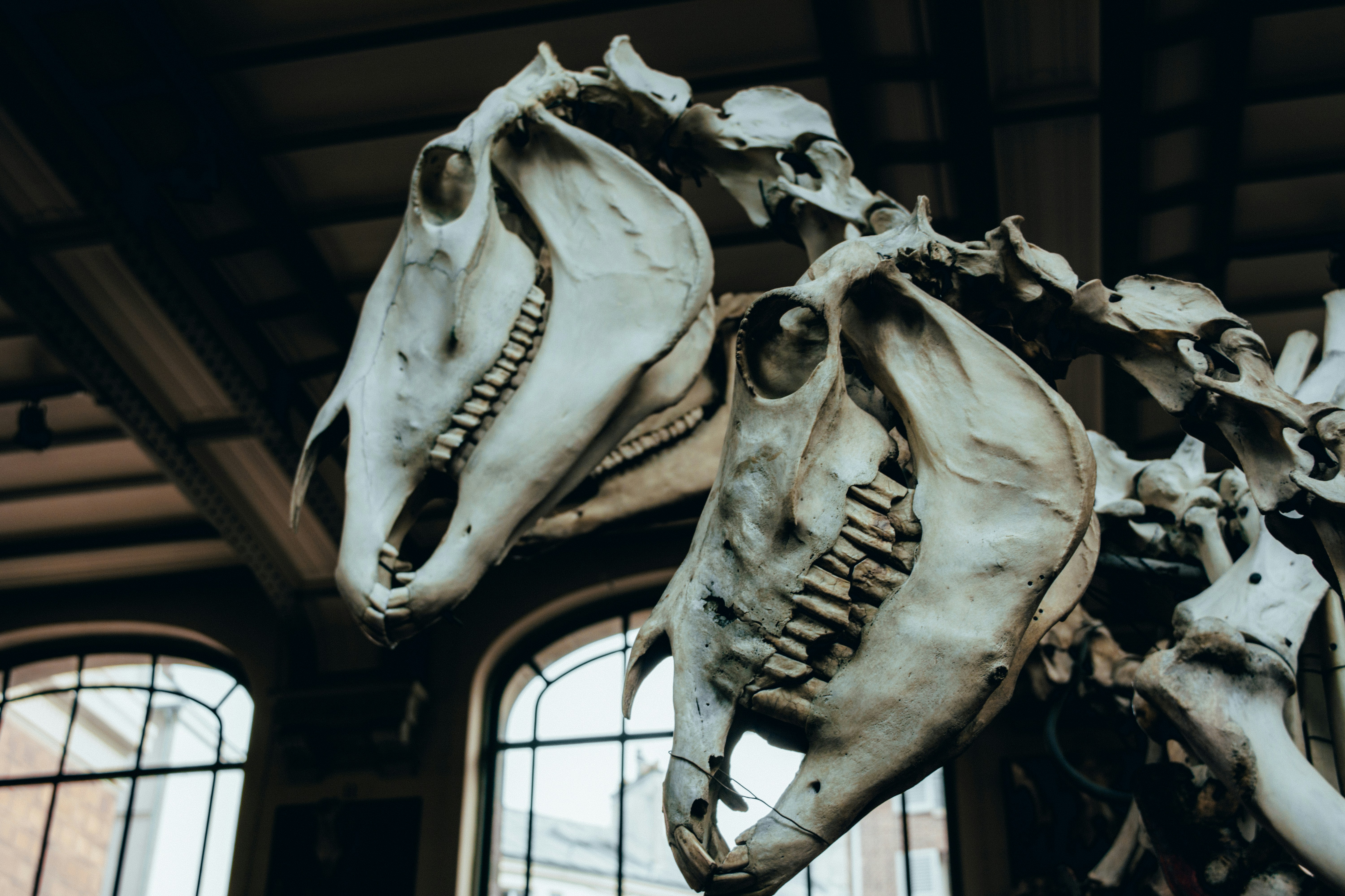 Animal skeleton photo – Free Halloween Image on Unsplash