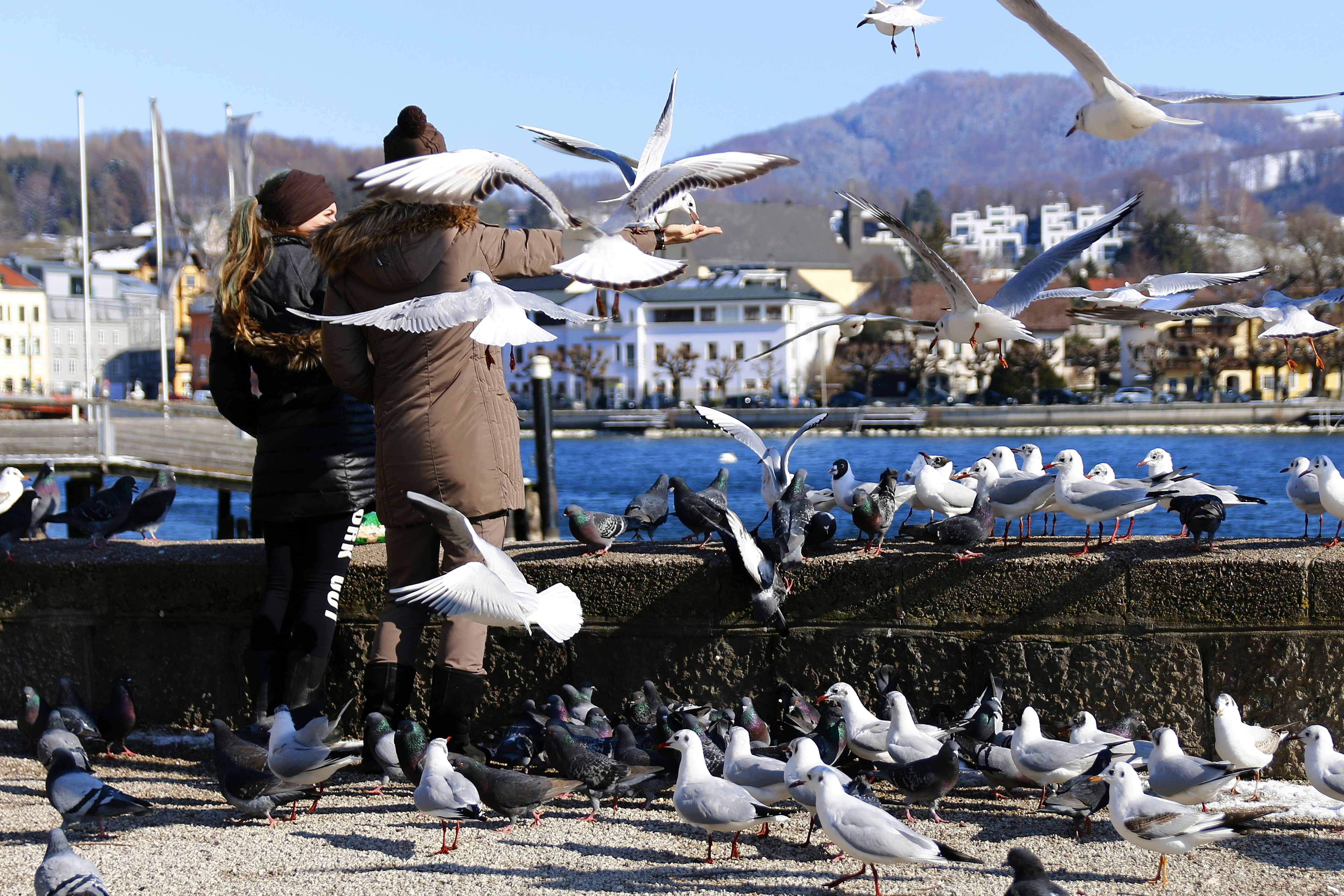 Harbor Moment: Seagulls, Promenade, and Gentle Interaction