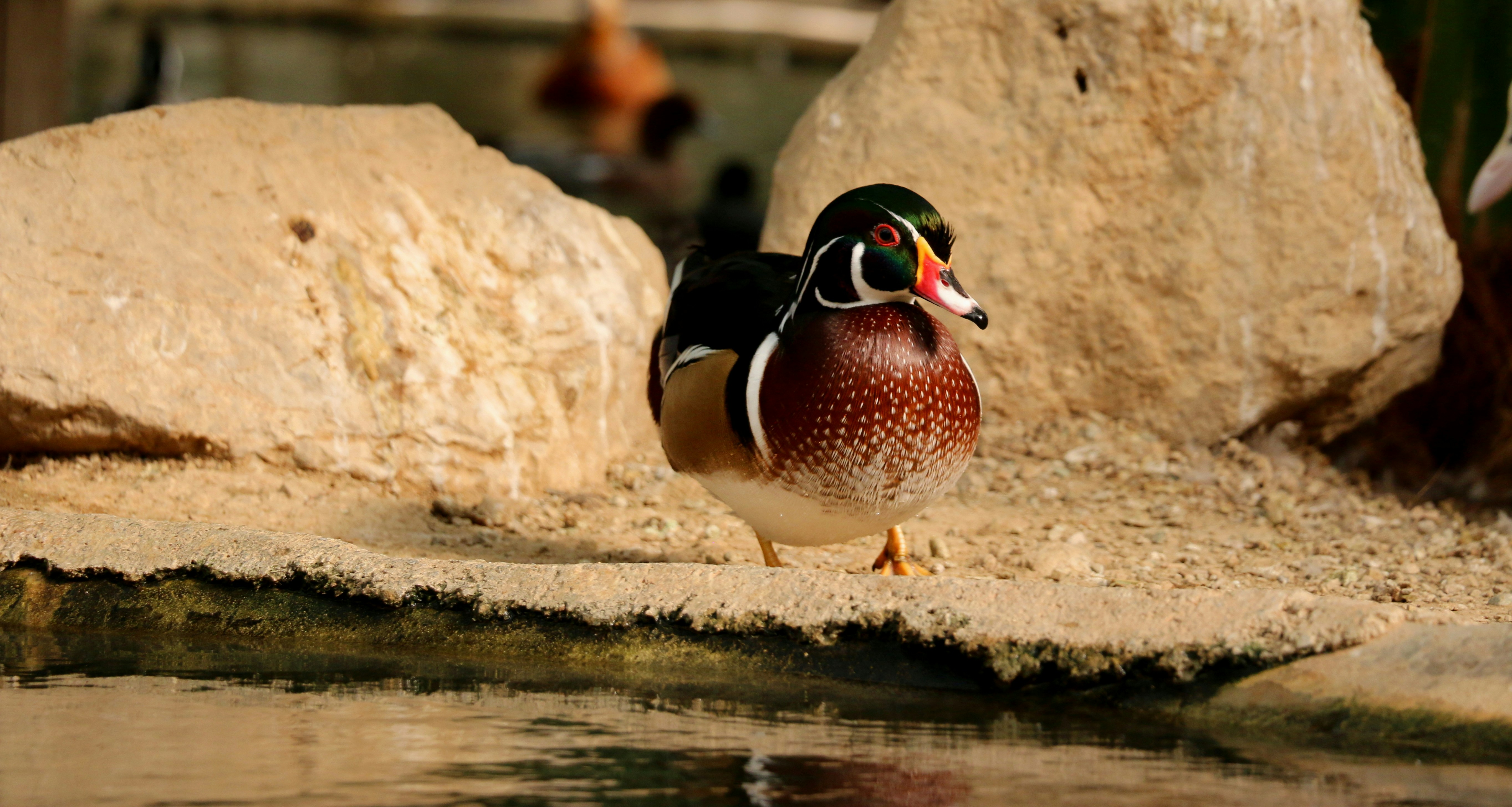 A vibrant wood duck stands at the water's edge, showcasing its colorful plumage against a natural backdrop of rocks and water.