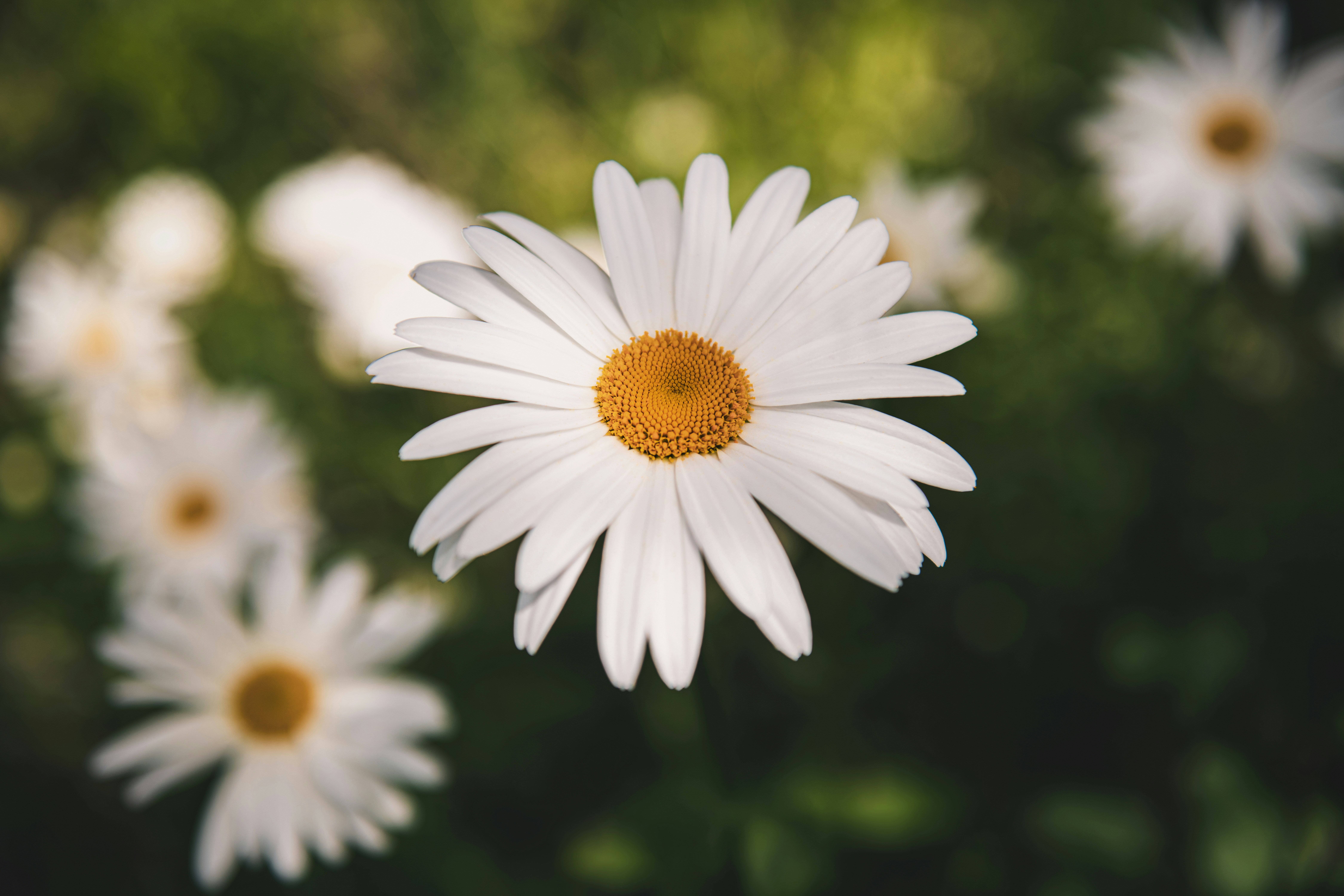 A single daisy stands prominently against a blurred background of more daisies, showcasing its delicate petals and vibrant center.
