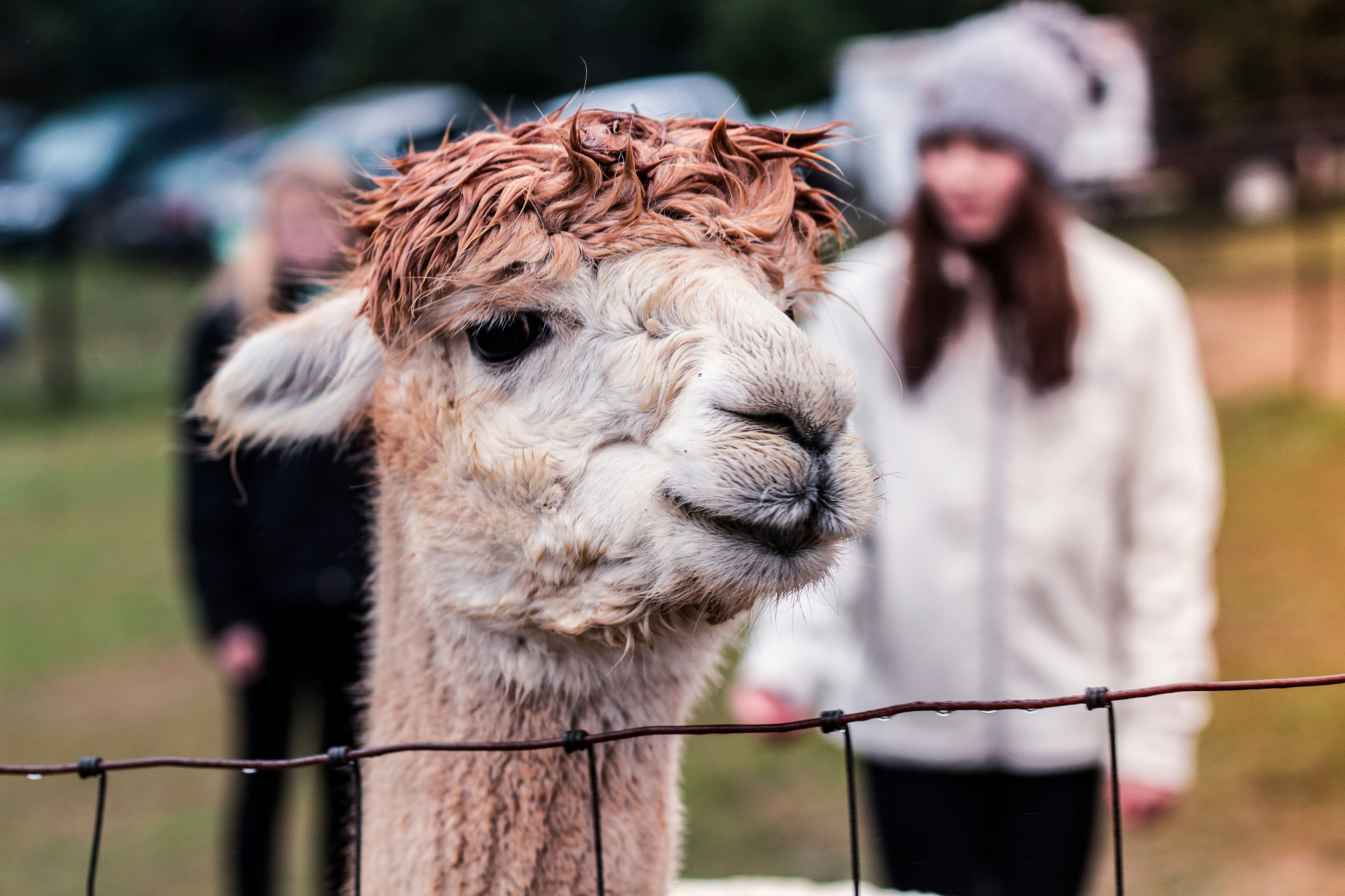 Curious Llama at the Fence: A Quiet Farm Portrait
