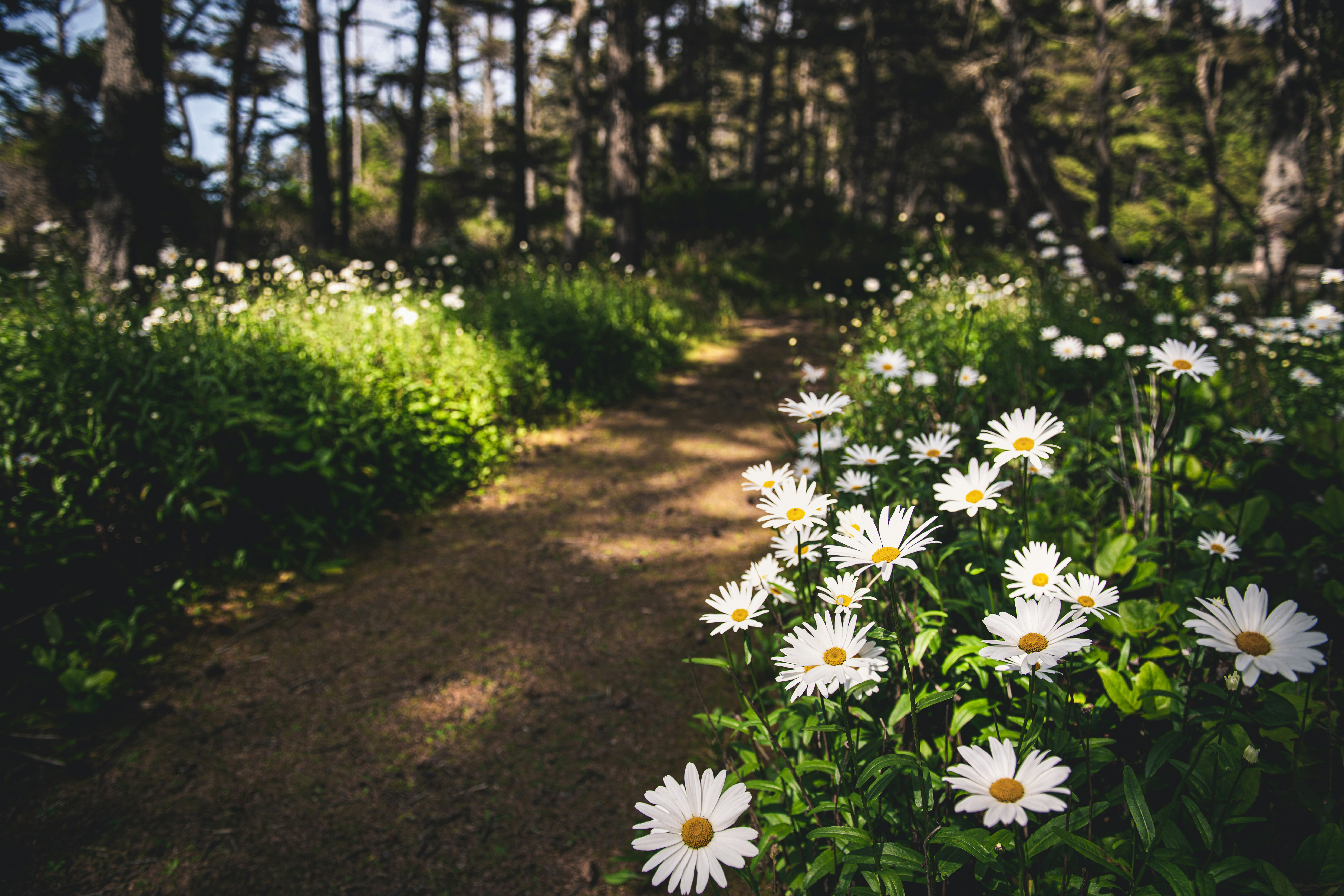 Sunlit daisies along a winding forest path