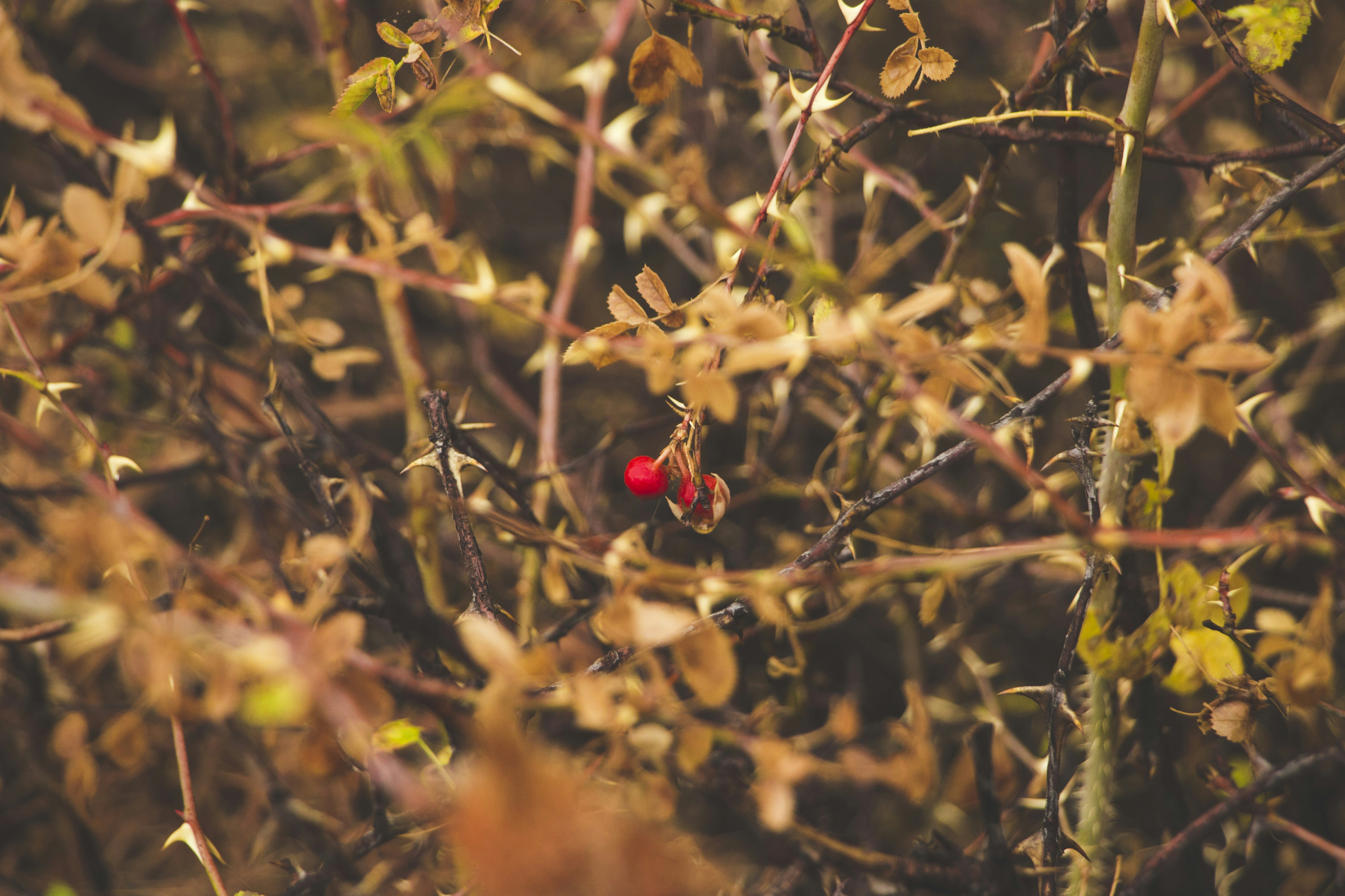 Brown leaf plan photo – Free Torghabeh Image on Unsplash