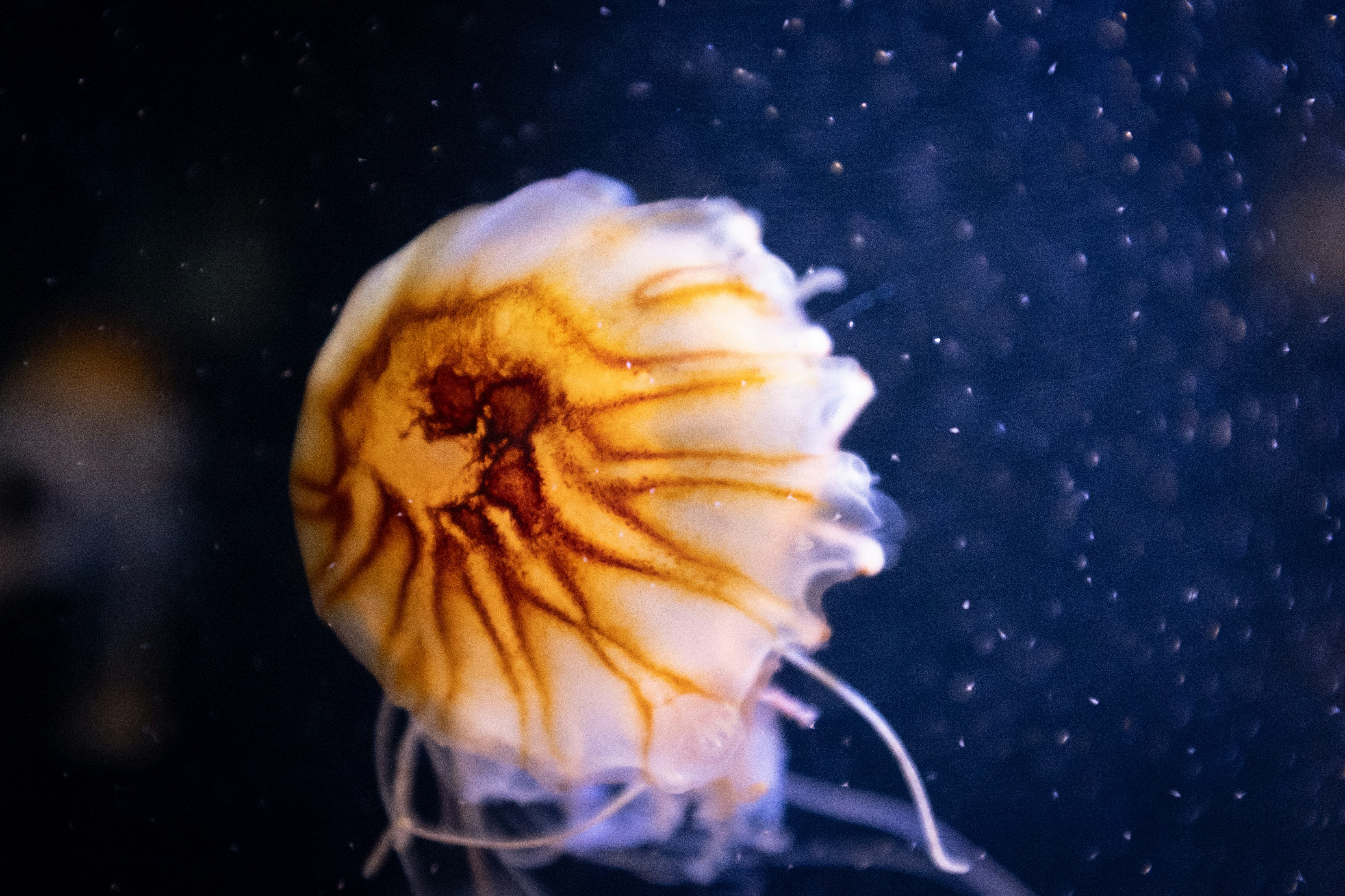 Close up photography of white jelly fish photo – Free Boulogne-sur-mer ...