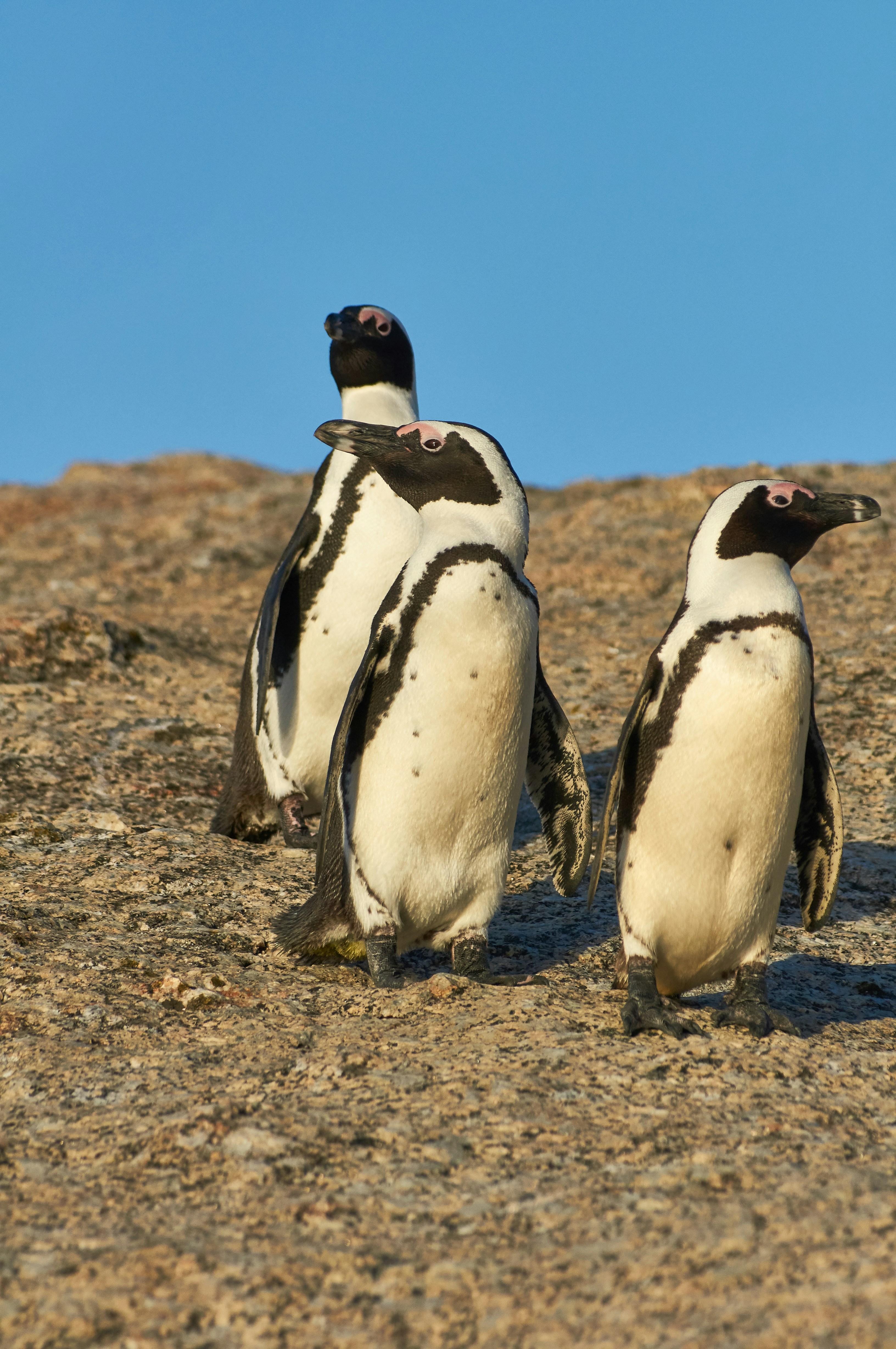 Three African penguins standing on rocky terrain under a clear blue sky.