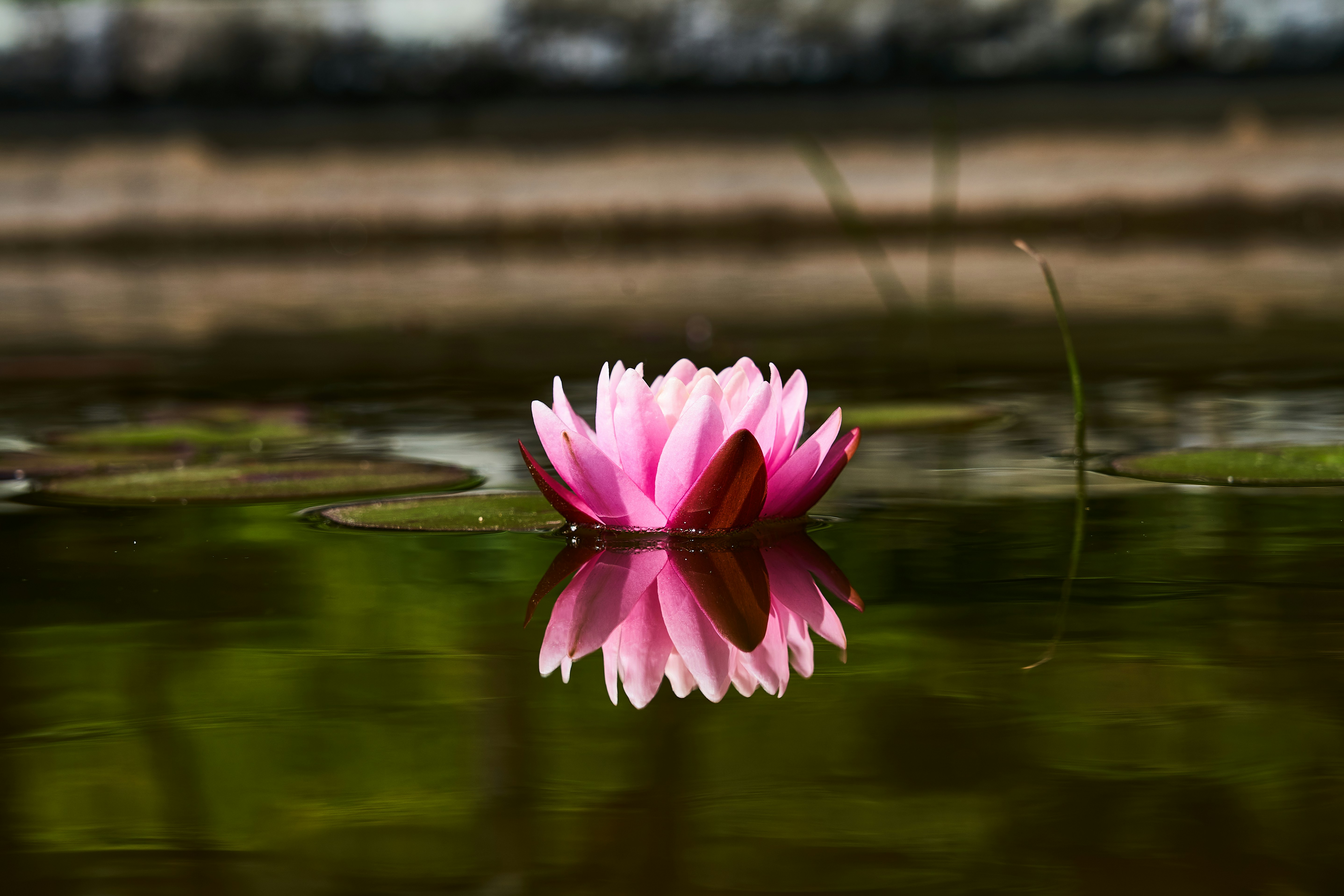 Pink lotus flower gently mirrored on the calm water surface.