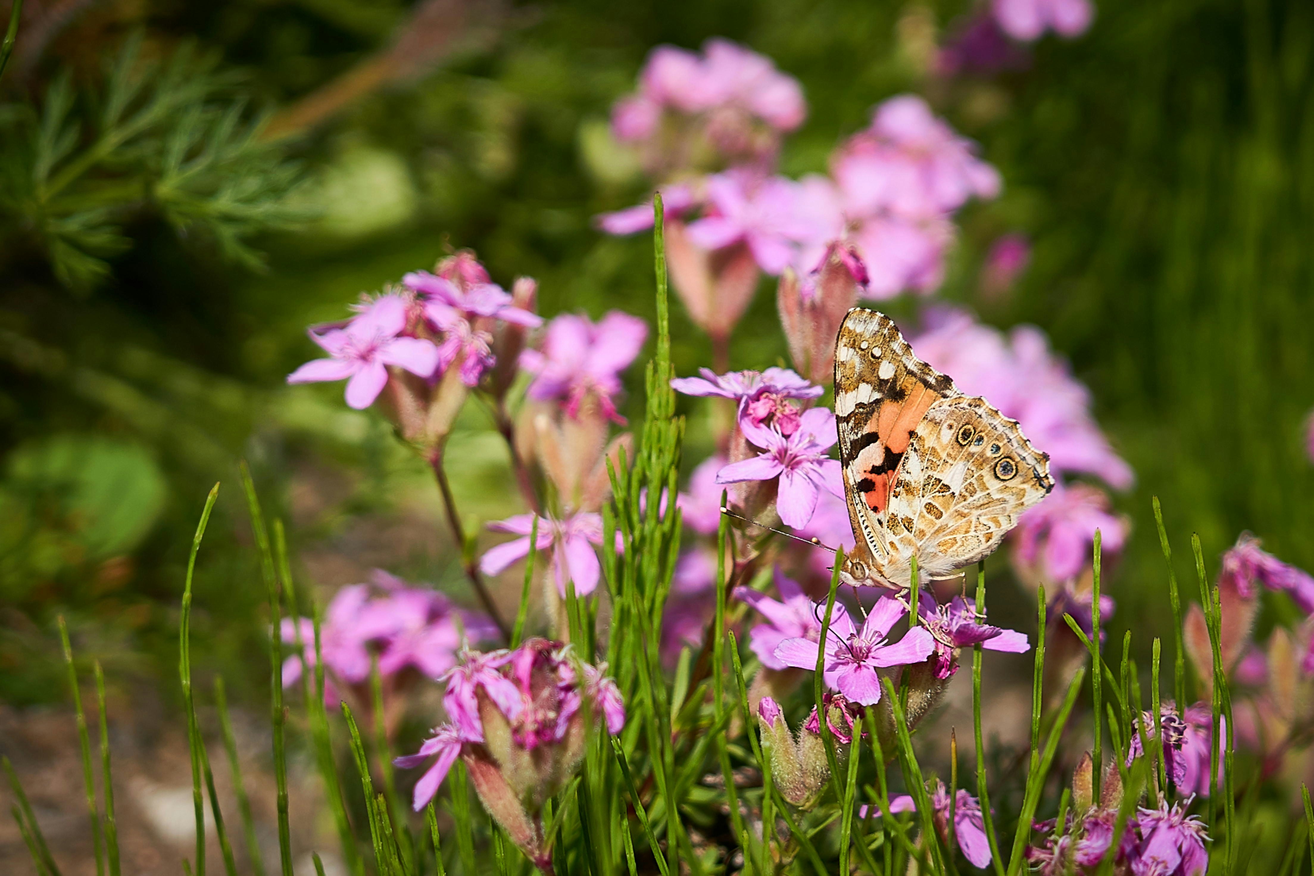 Painted Lady Among Pink Petals: A Moment of Soft Focus