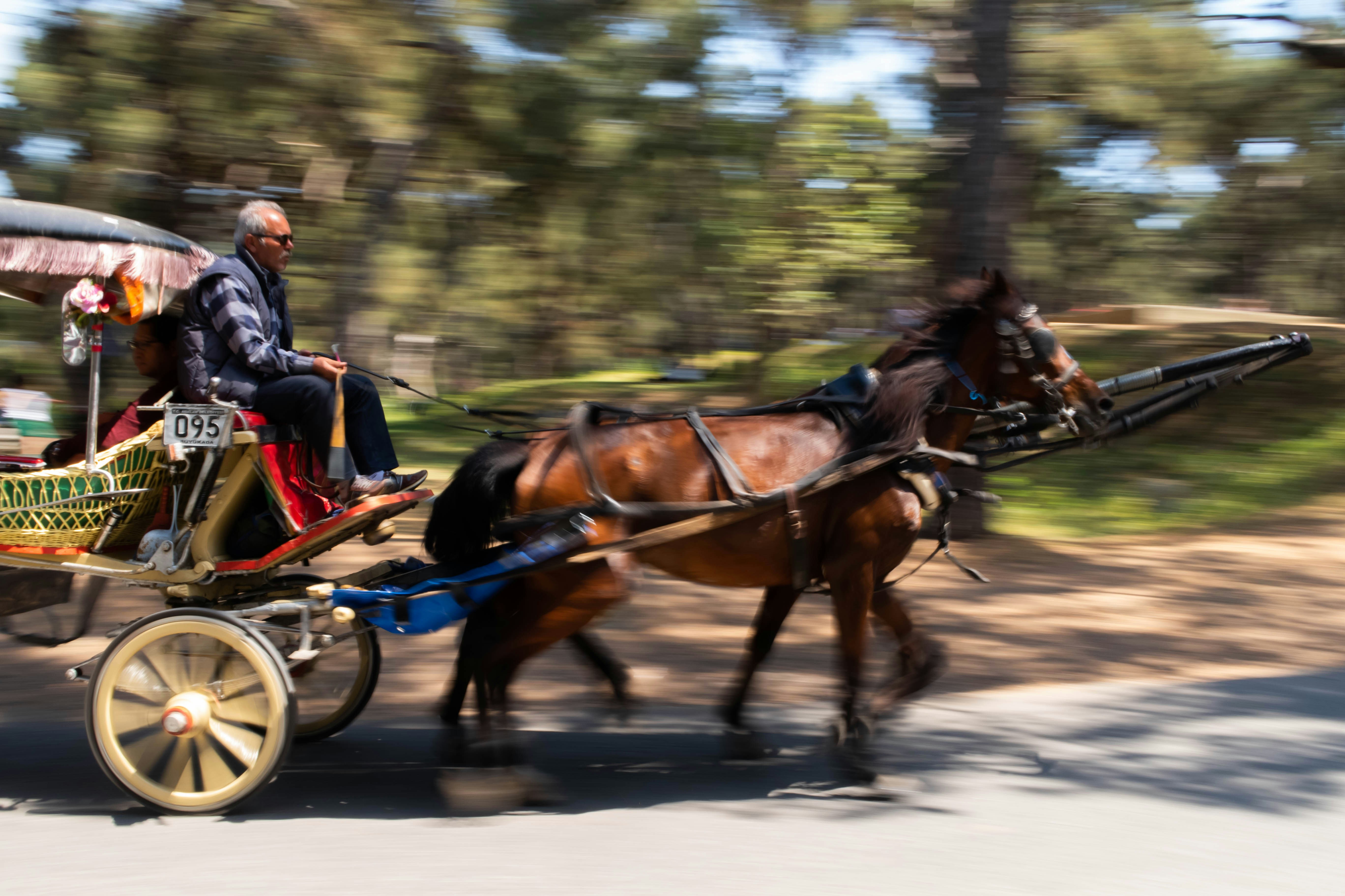 Turkey | 12 best free turkey, outdoor, human and clothing photos on ...