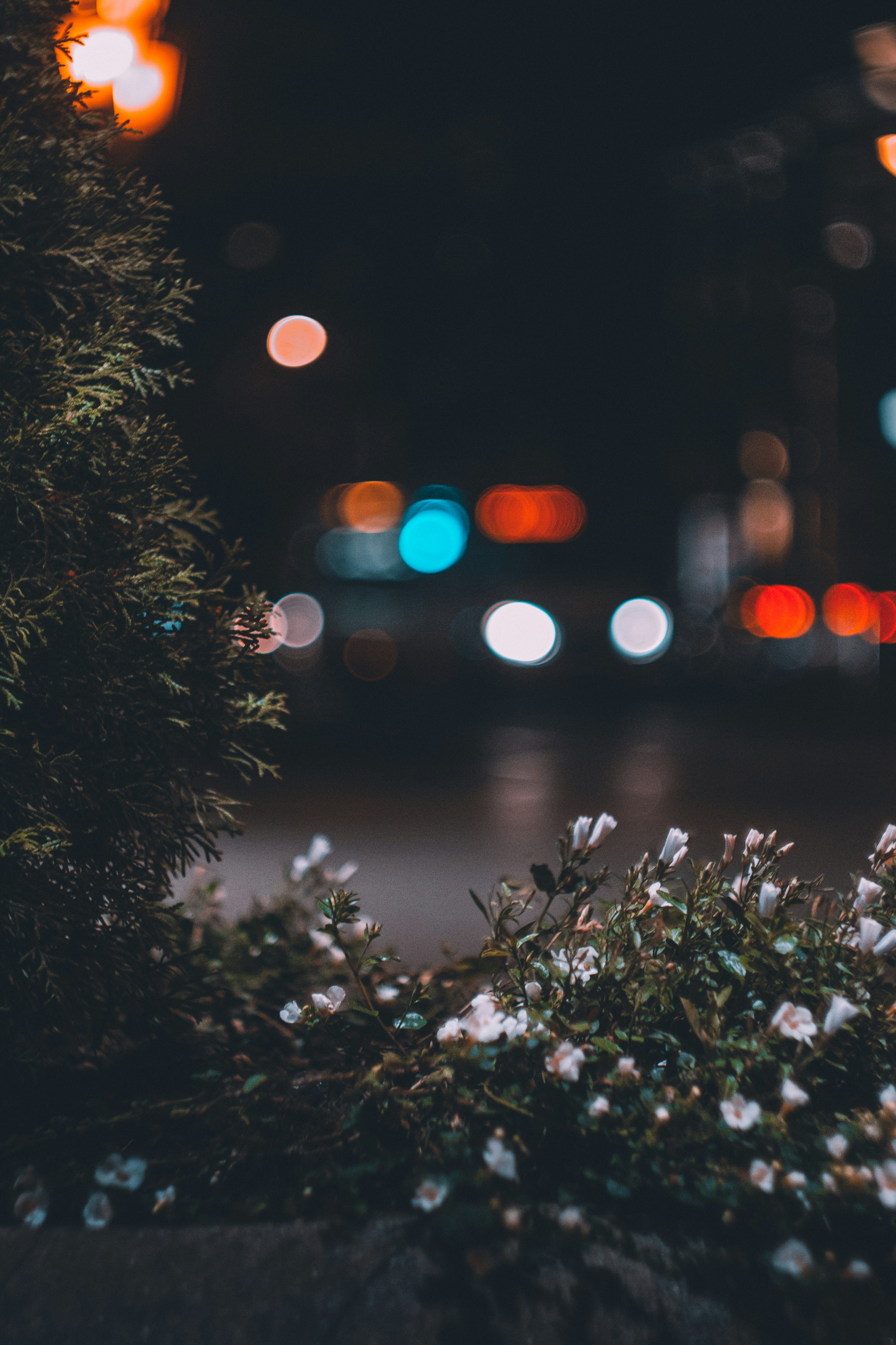 Soft Night Bloom Against City Glow