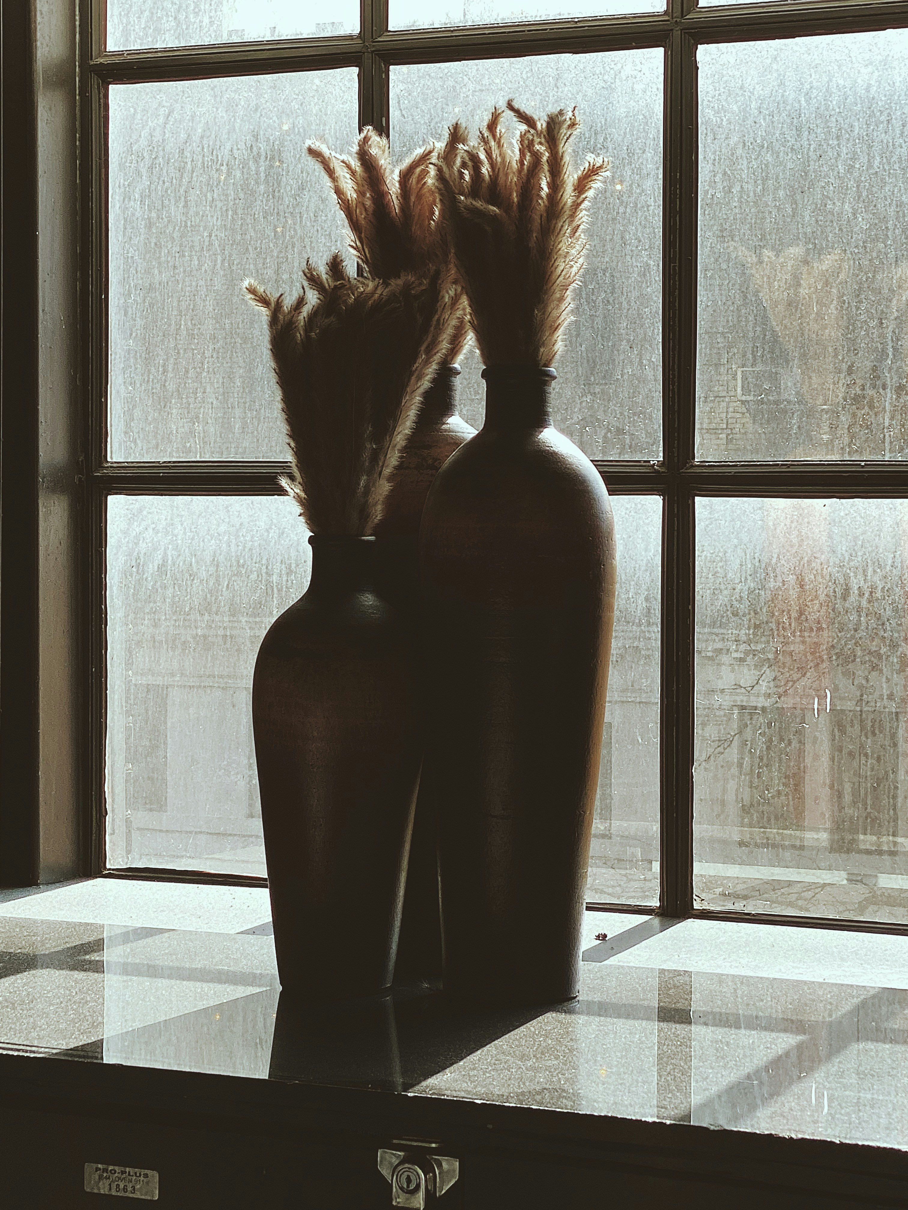 Tall Stillness: Pampas in the Windowlight
