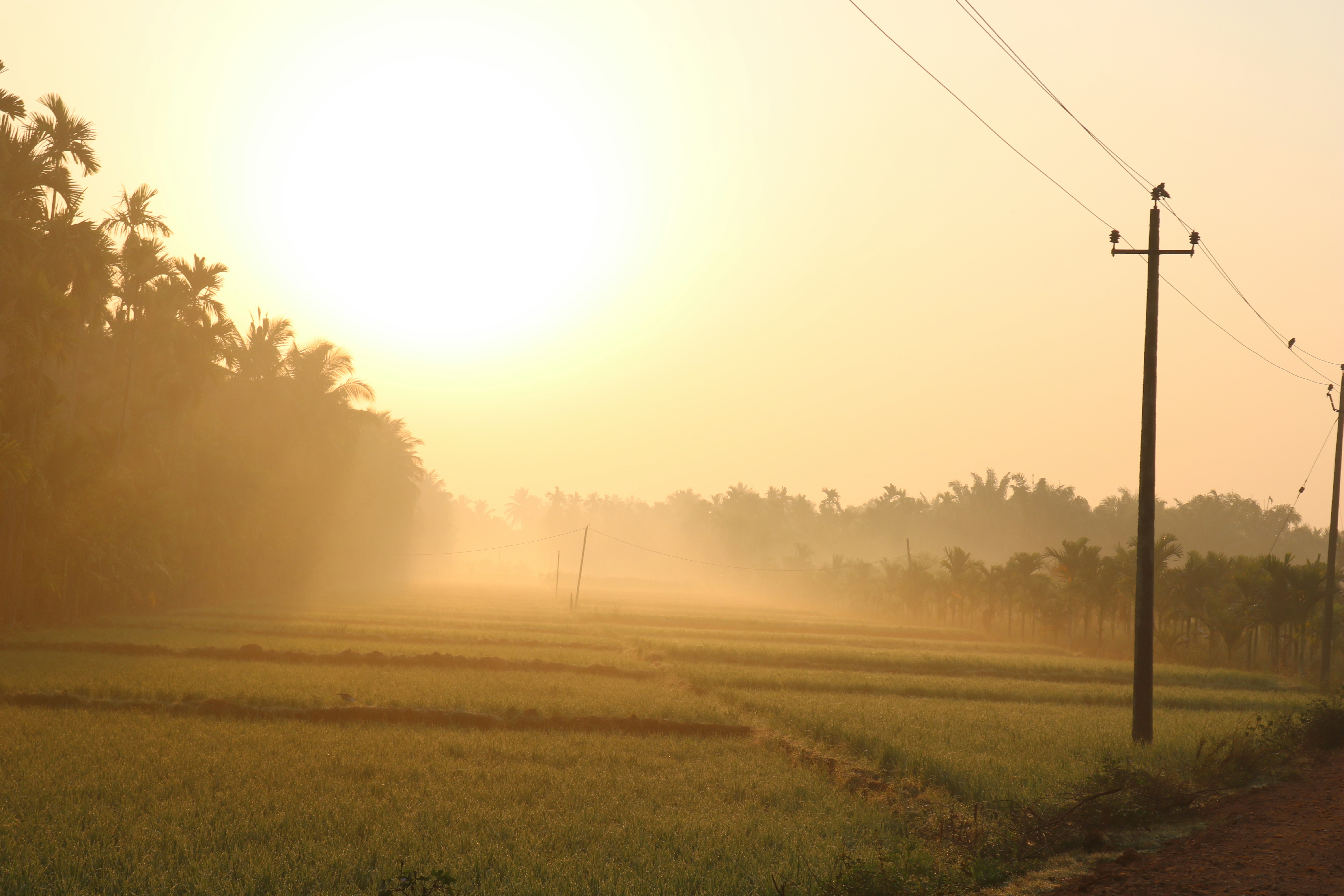 Dawn Verge: Fields Embrace the Quiet Light