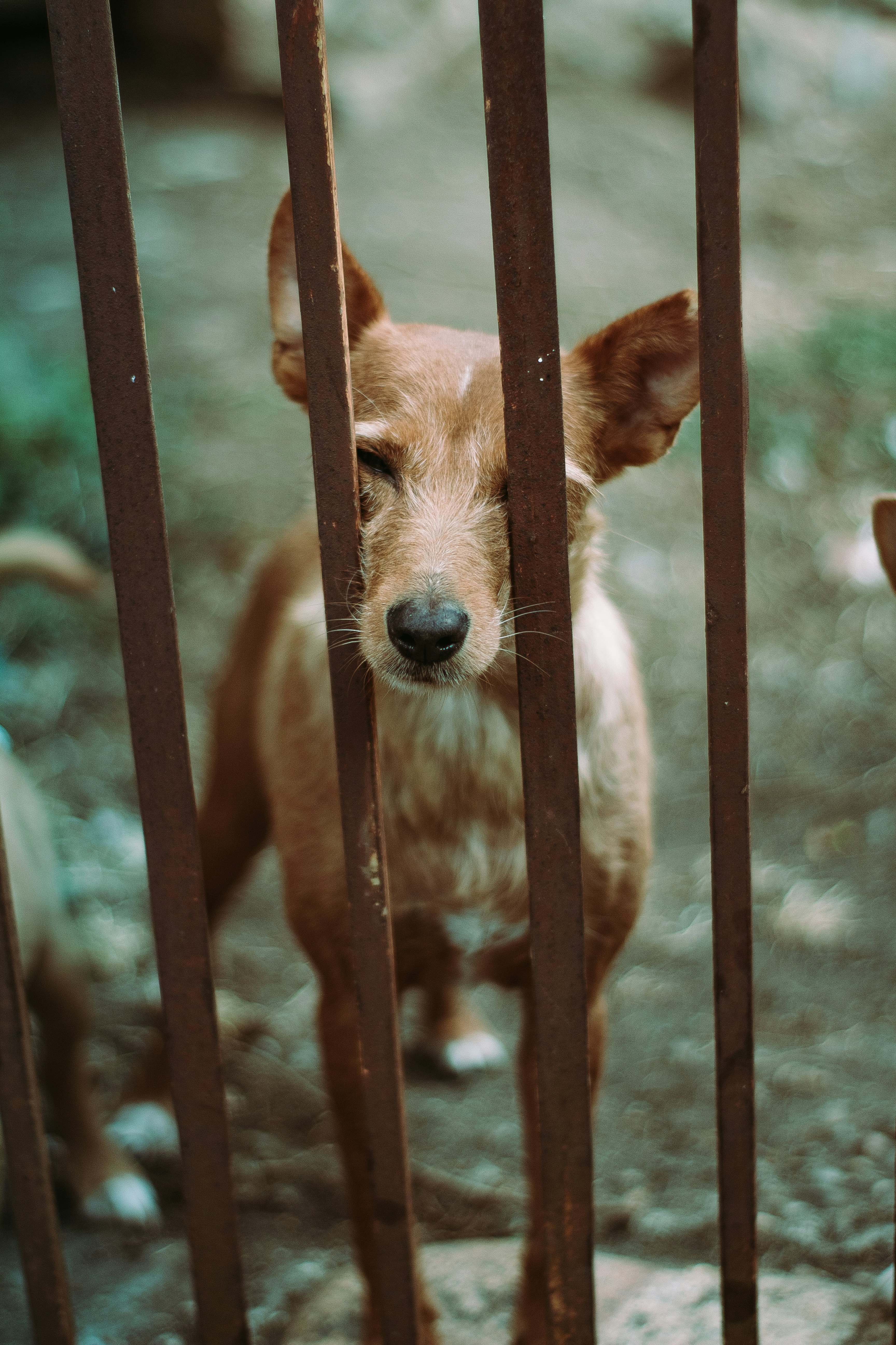 Between Bar Struts: A Quiet Pup's Gaze