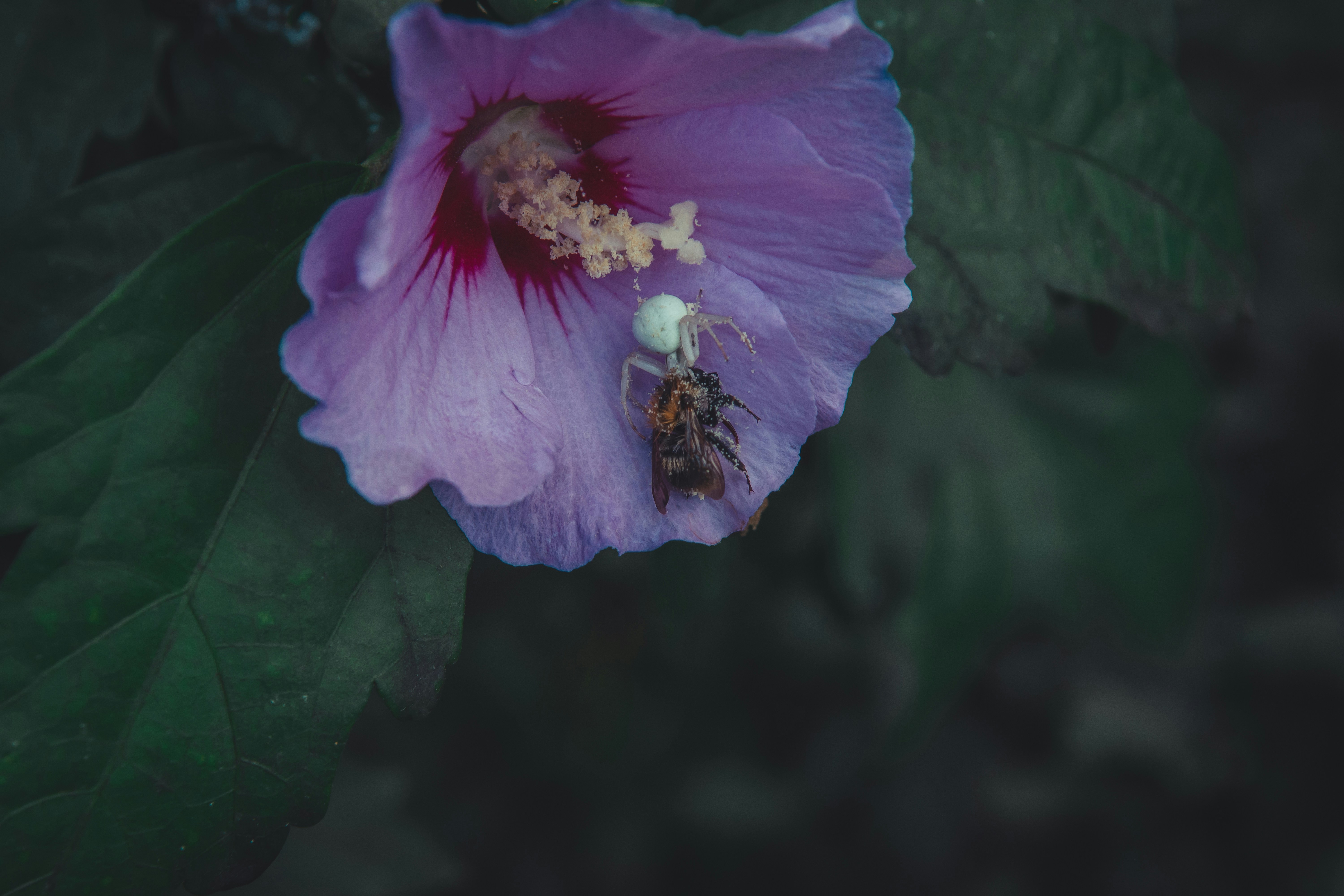 Petal and Pollinator: A Hibiscus Moment in Quiet Shade