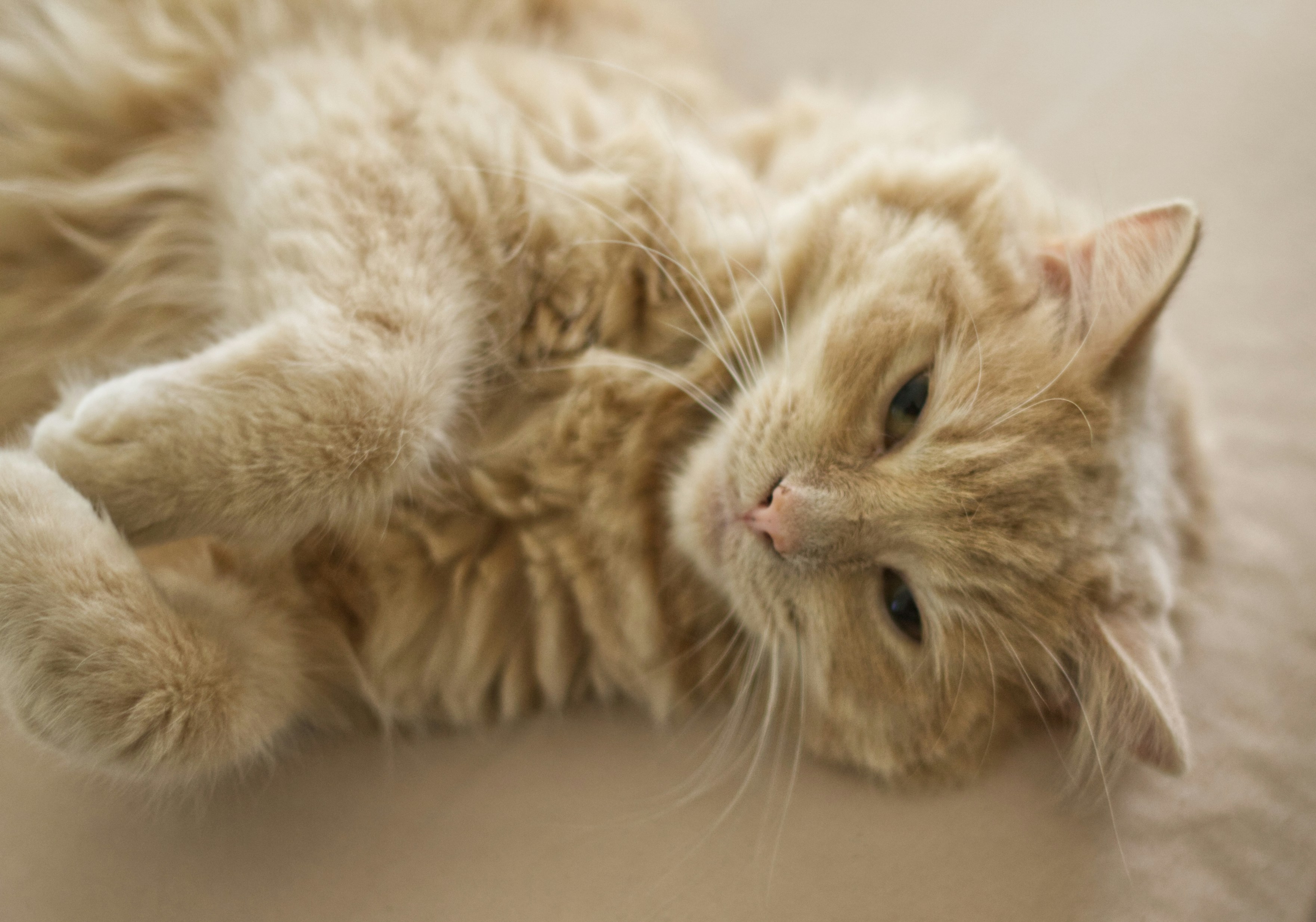 Orange tabby cat photo – Free Cat Image on Unsplash