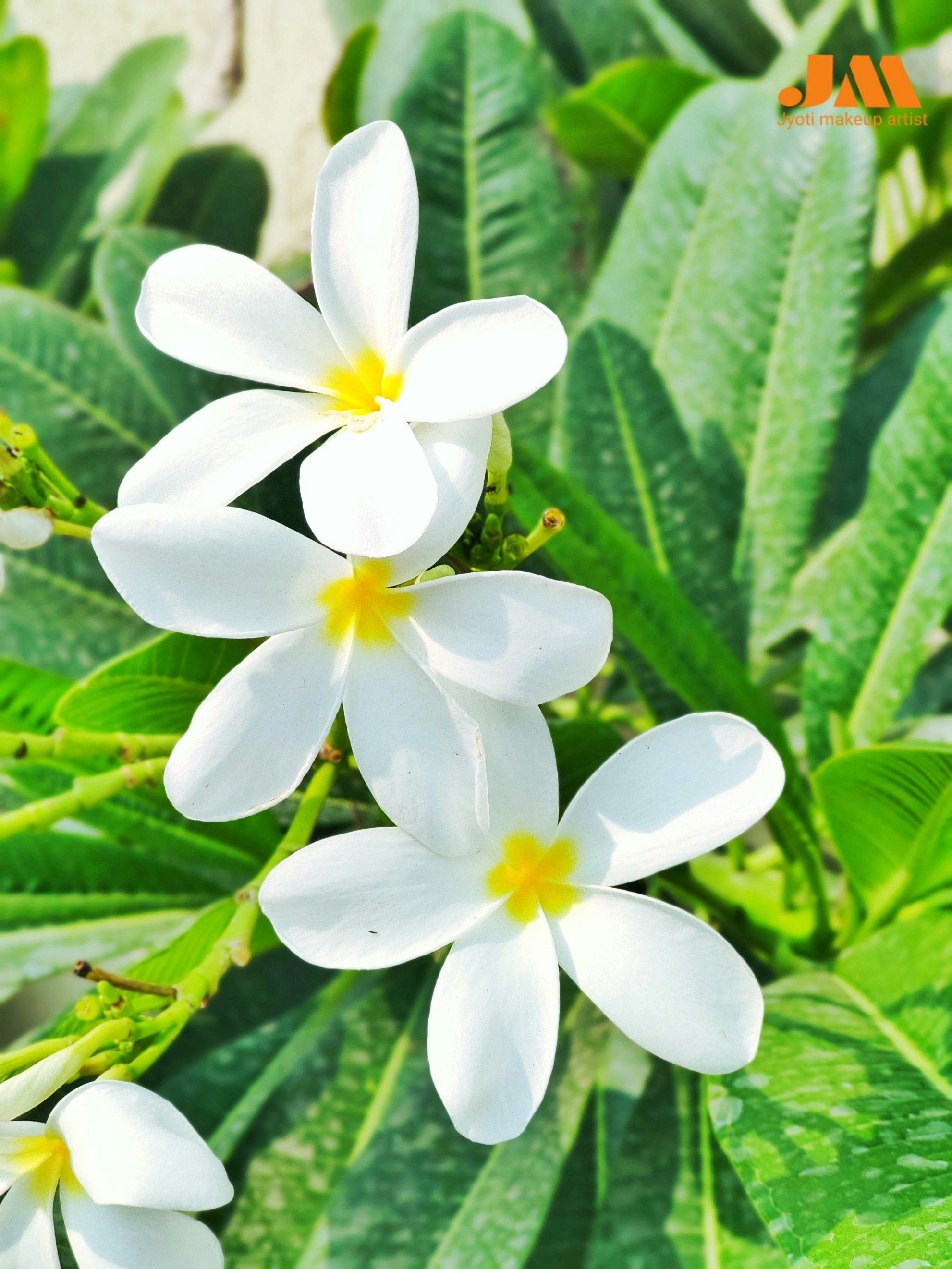 Three white plumeria flowers with yellow centers nestled among lush green leaves.