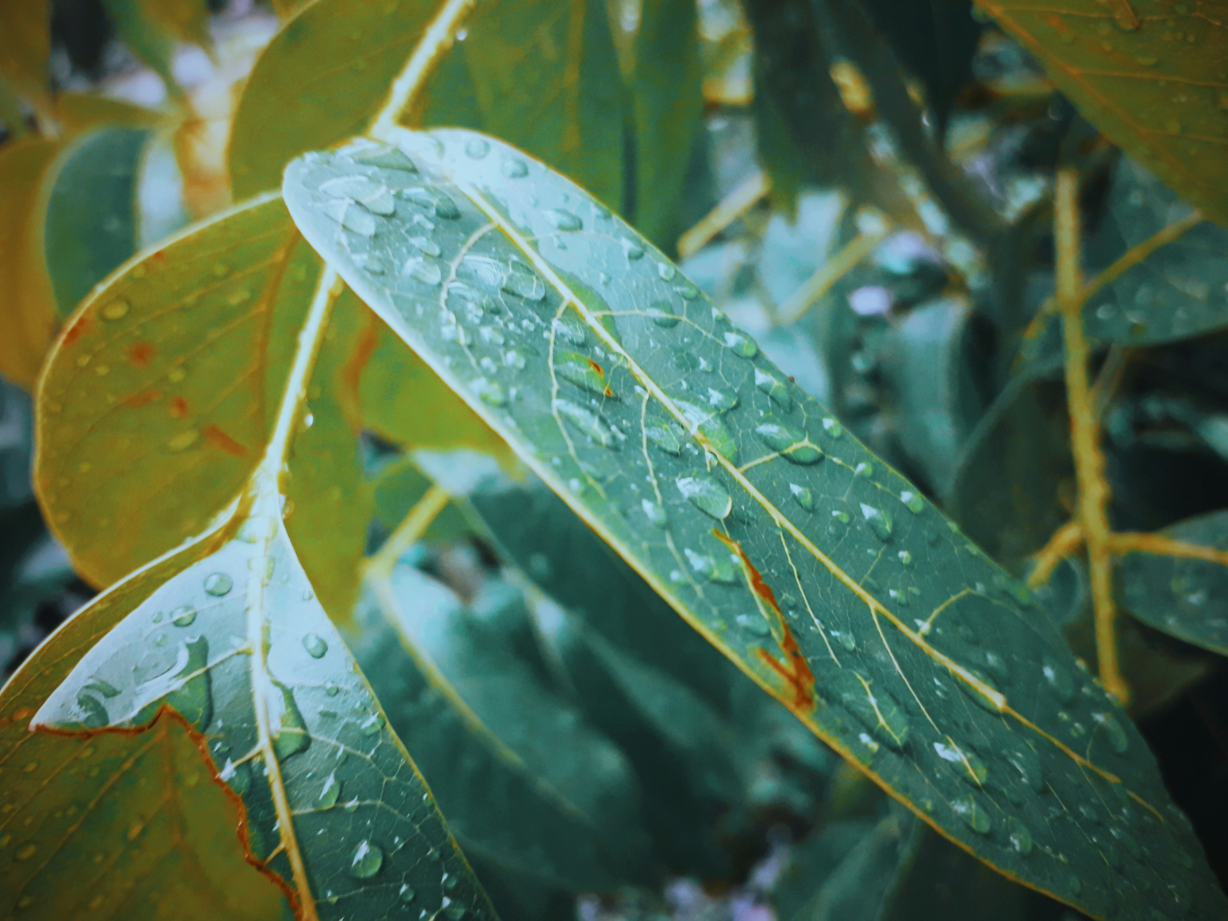 Dew-Kissed Veins: A Close-Up of Rain-Washed Foliage