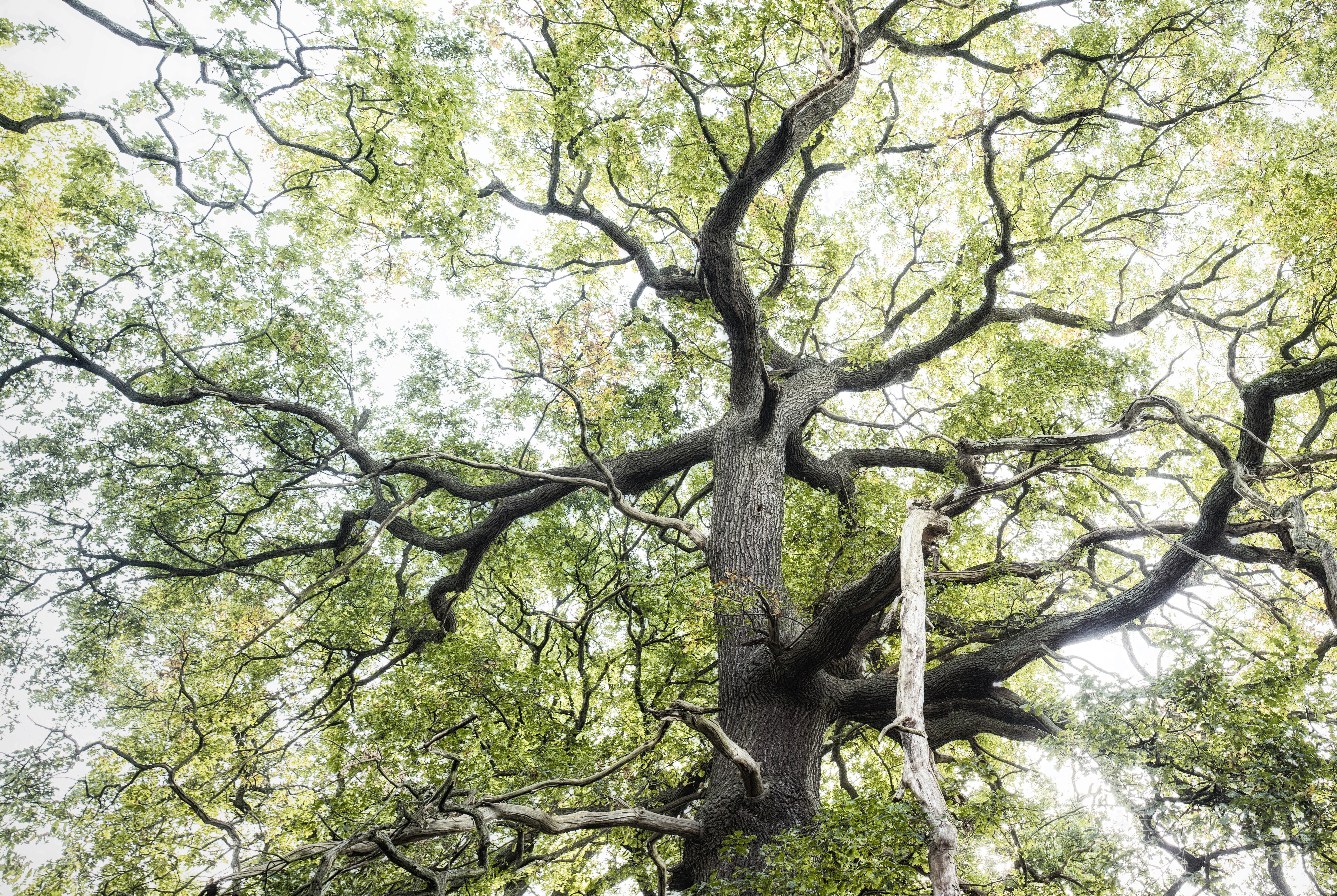 Expansive branches of a sprawling oak tree reaching skyward under a bright, soft-lit sky.