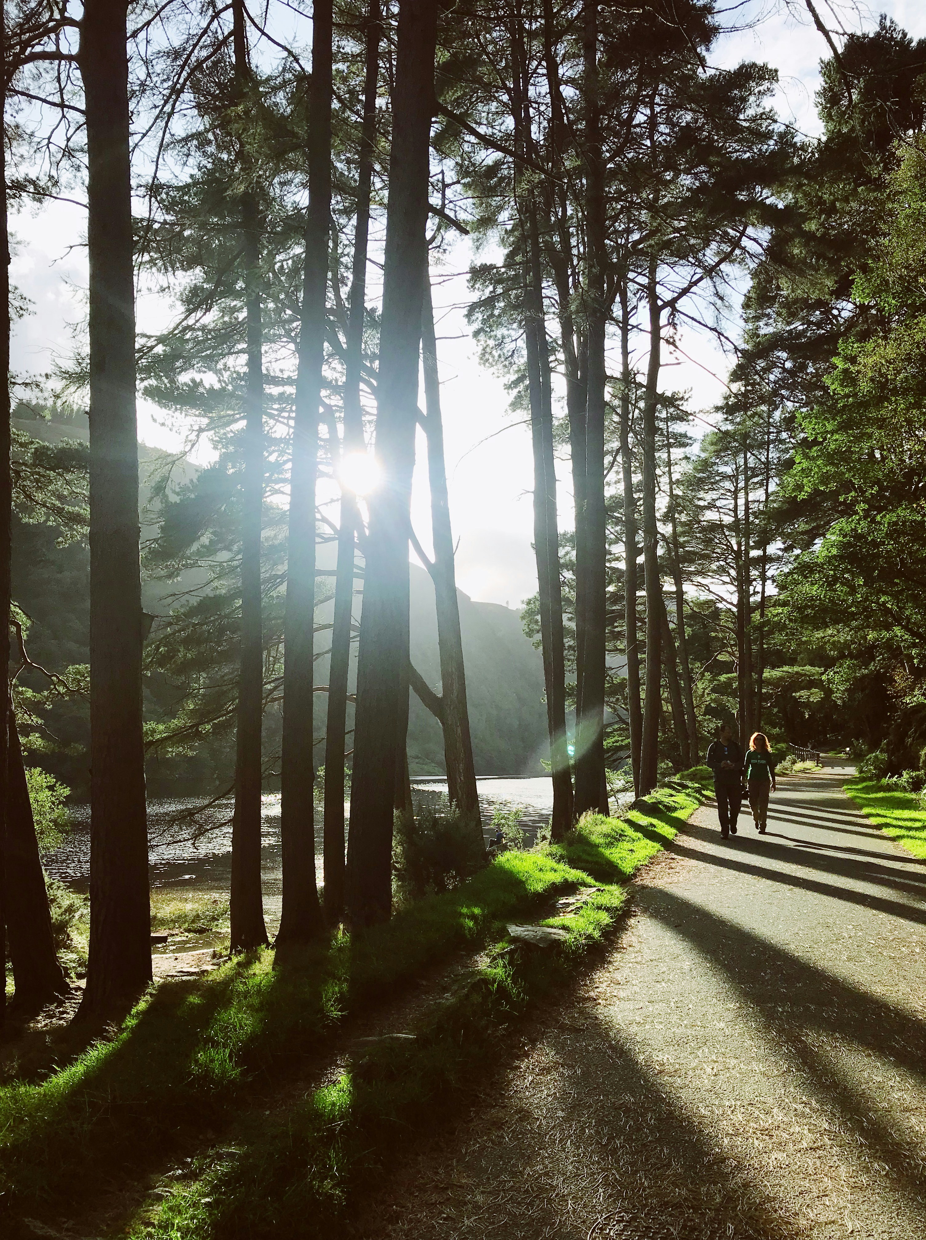 Sunlit Stroll Through Forested Path