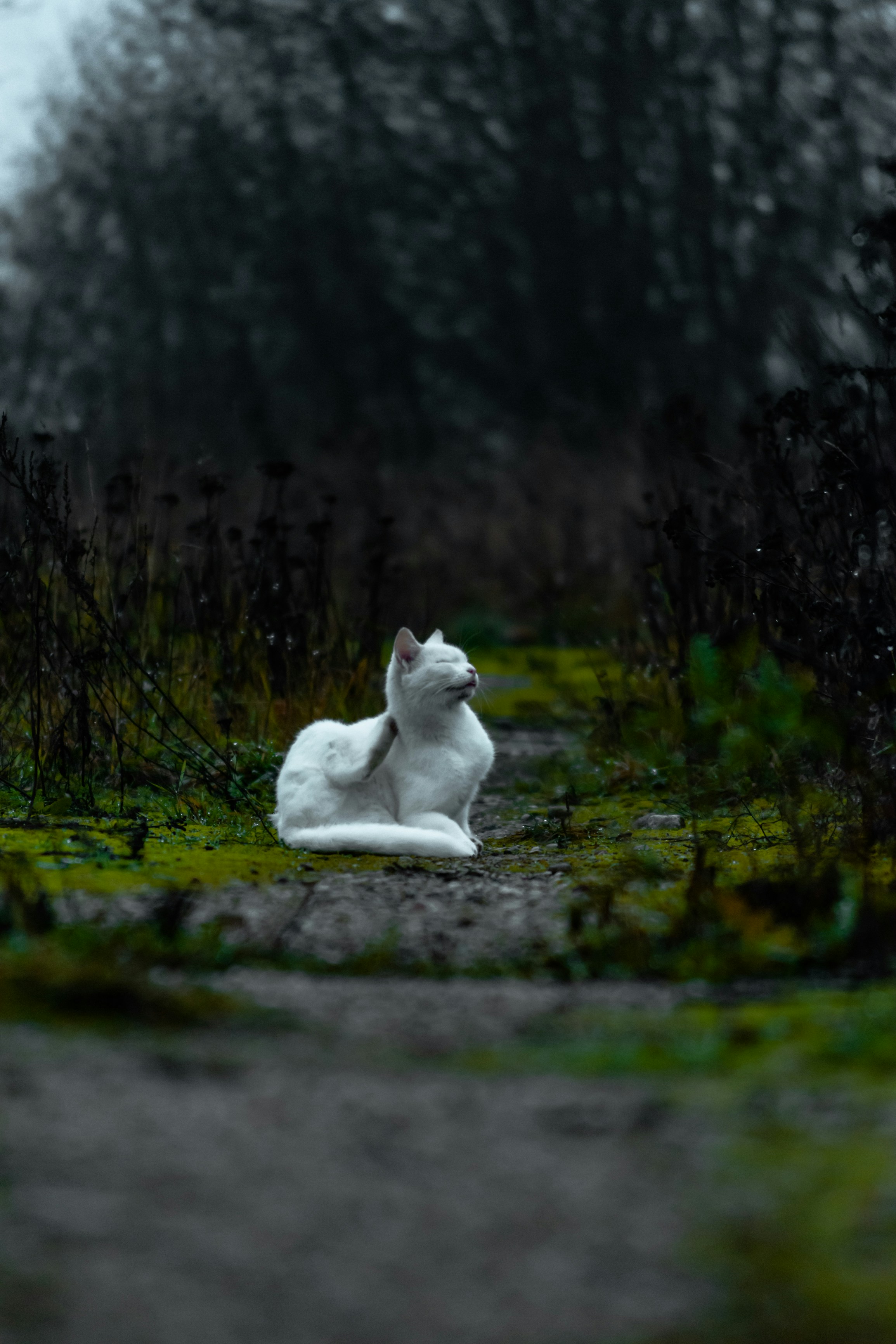 white cat sitting on the ground