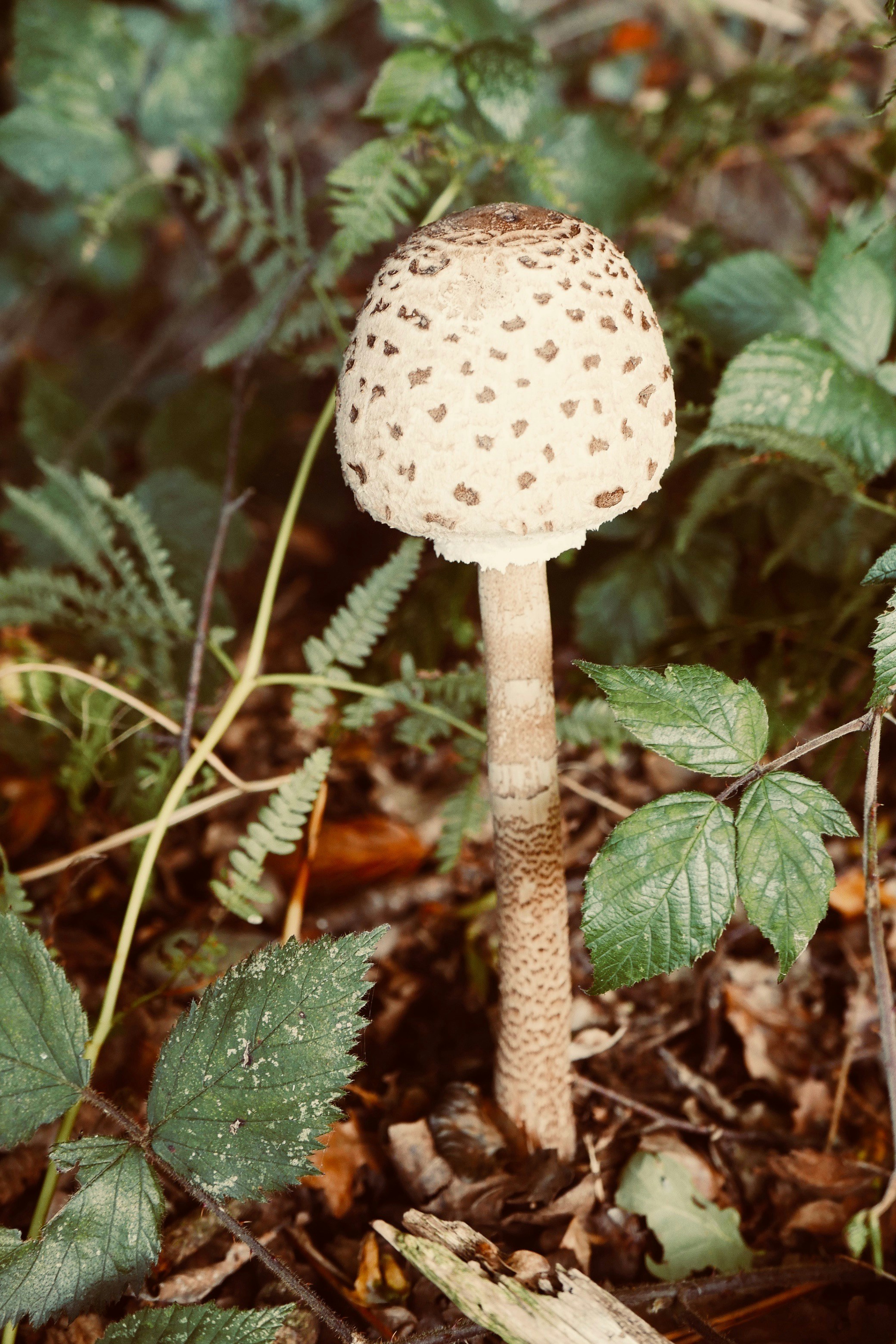 Speckled Parasol Rising from Fern-Littered Forest Floor