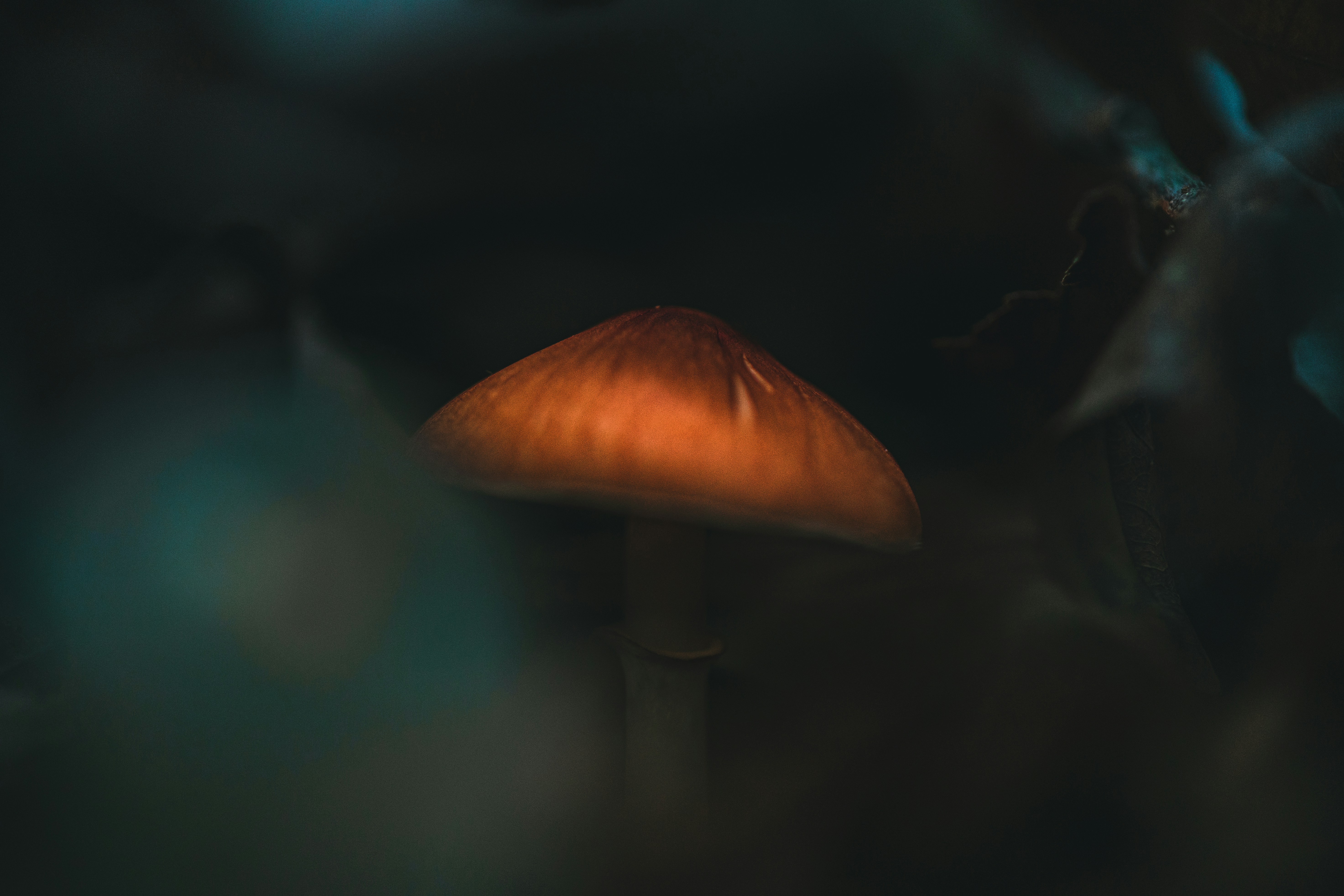 A luminous mushroom emerges from the shadows, surrounded by dark foliage in a forest setting.